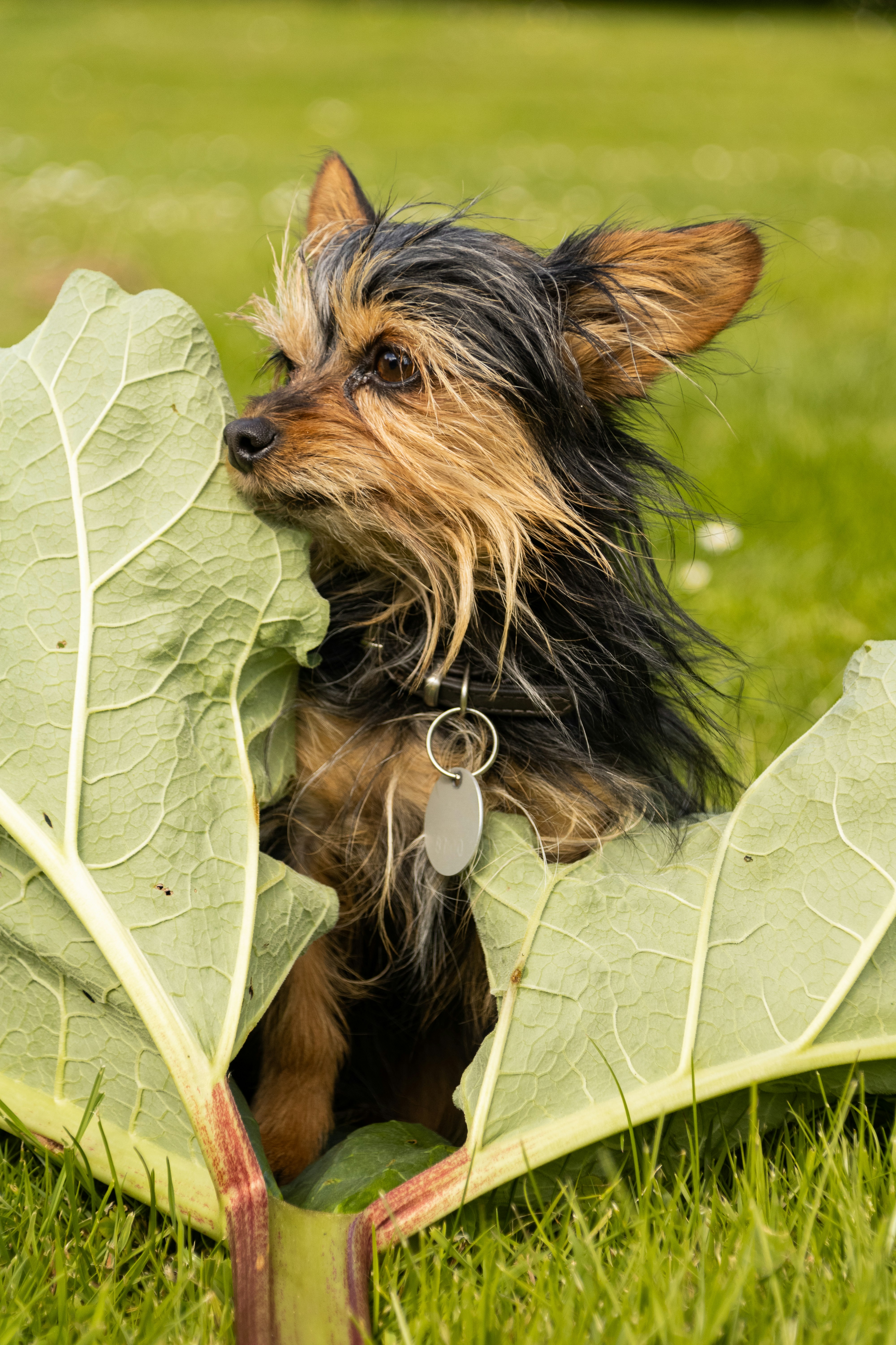 Curious Terrier Peeks Through a Leafy Frame in a Sunlit Garden
