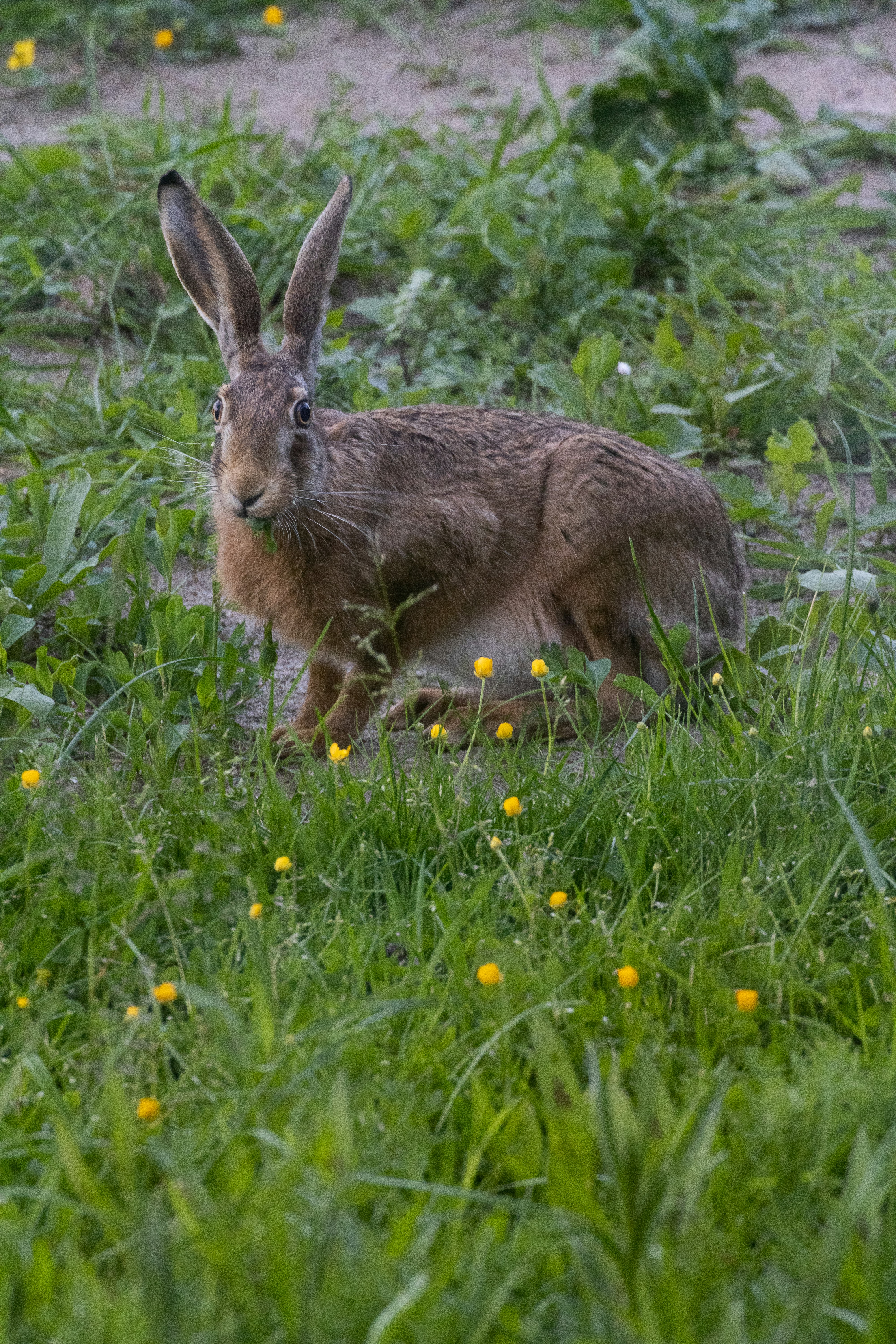 Ears Raised in the Meadow: a Brown Hare Pauses Amid Dandelions