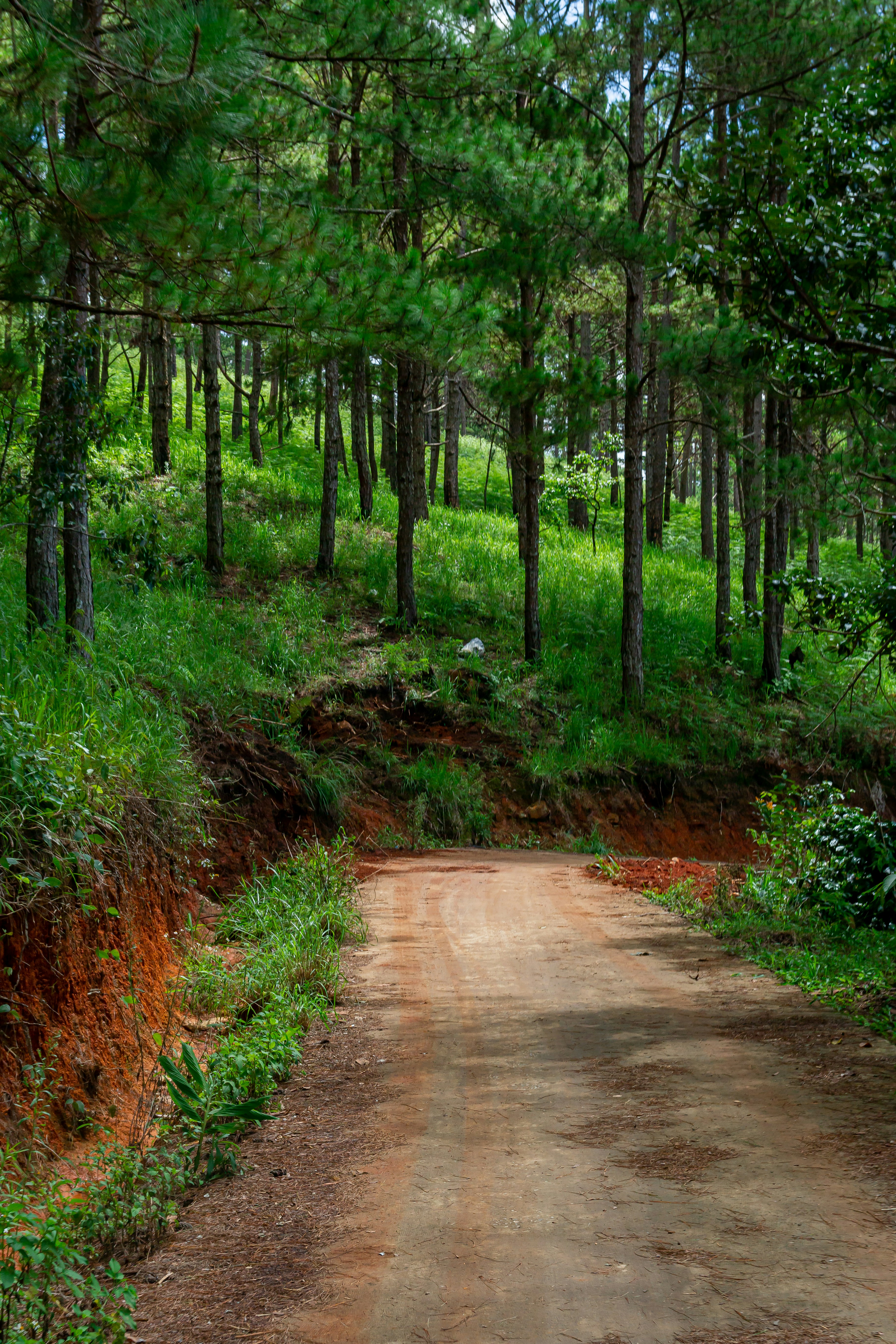 A winding dirt road meanders through a lush forest, framed by vibrant green foliage and tall trees. The scene invites exploration and tranquility.
