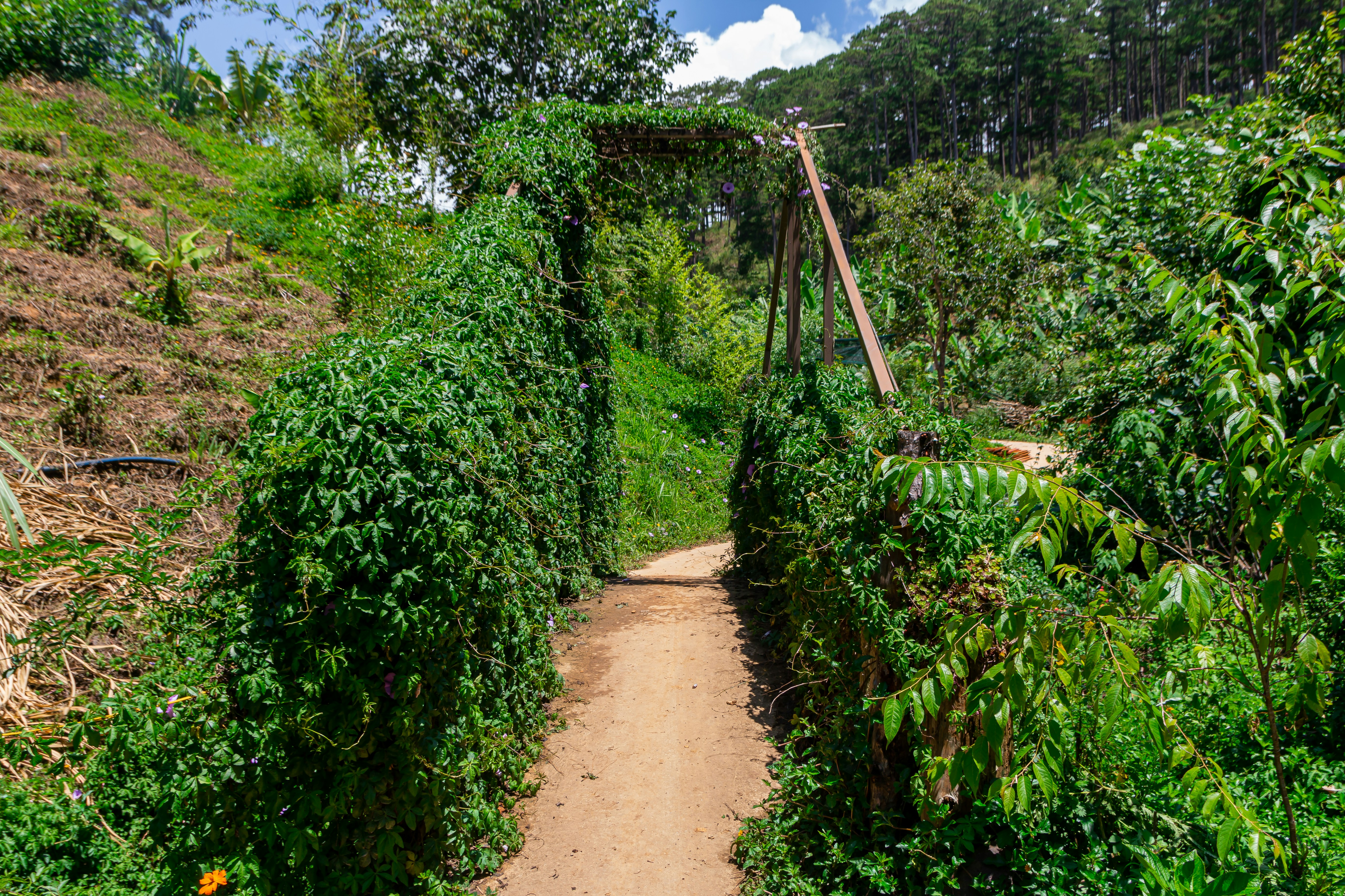a path through a garden