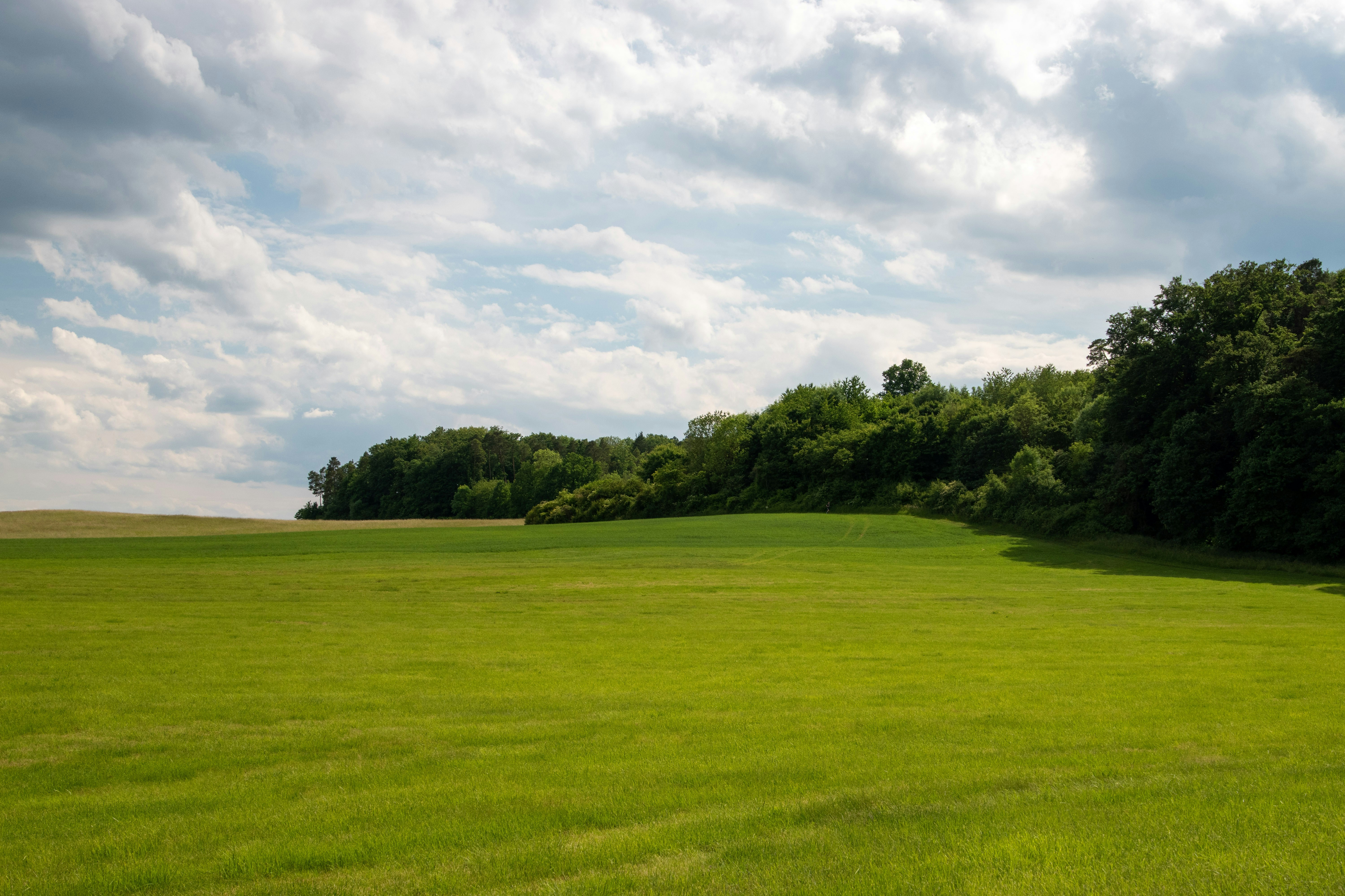 A large green field with trees in the background photo – Free Forest ...