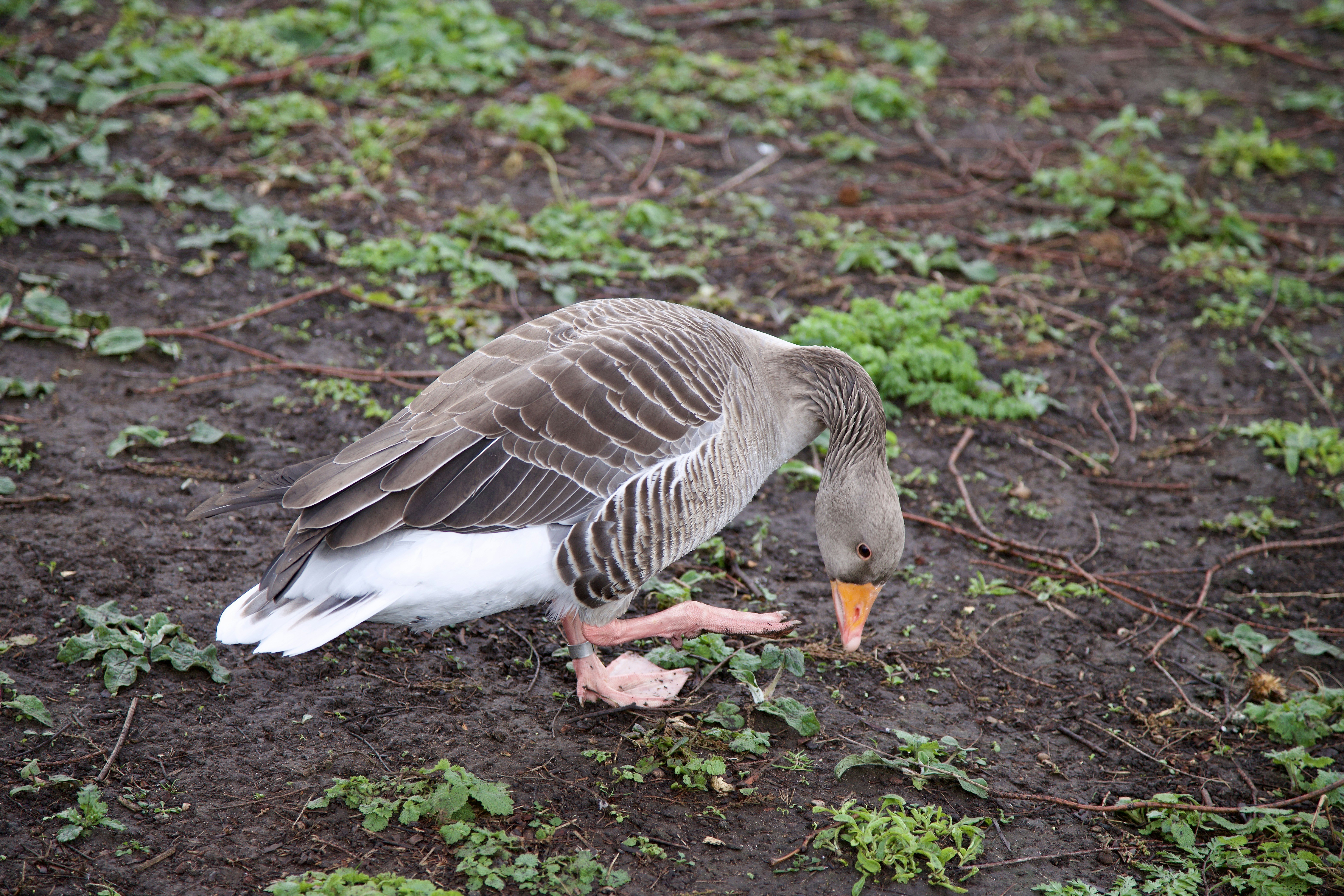 Foraging Gray Goose on Mud and Moss: A Ground-Level Moment