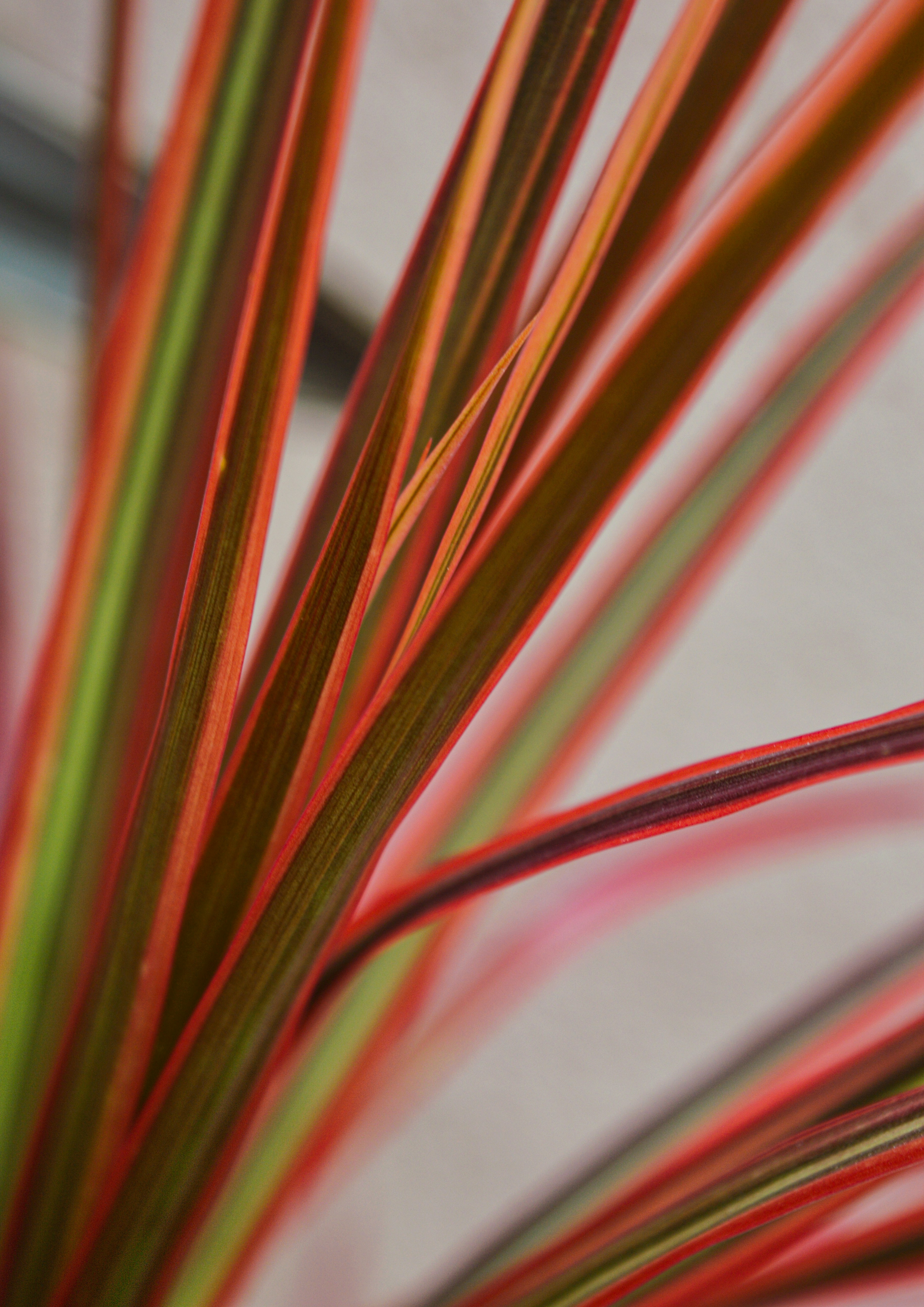 Crimson Ribbons in Macro: A Close Study of Colorful Plant Filaments