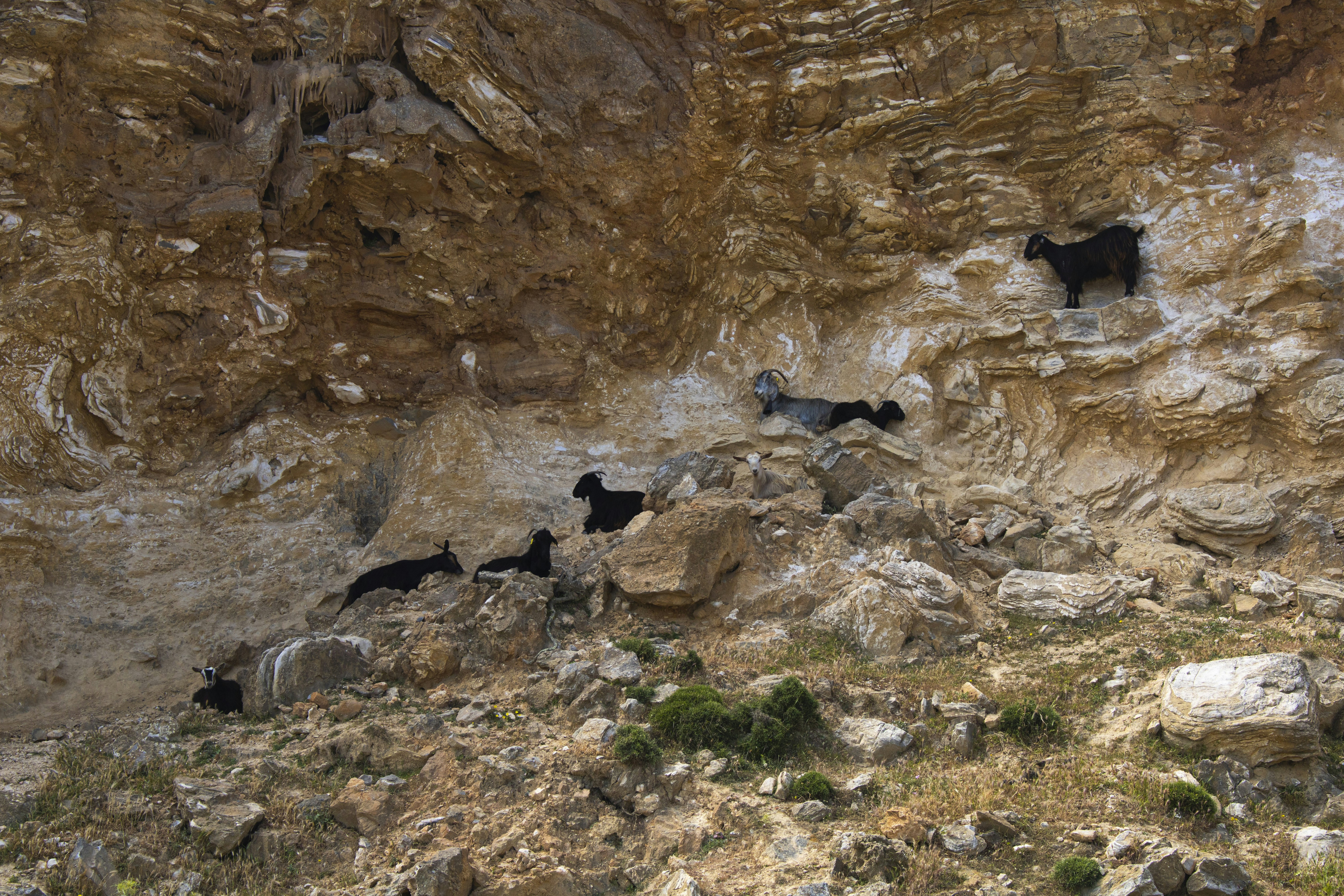 Cliffside Line: Black Goat Silhouettes Trek the Rugged Slope