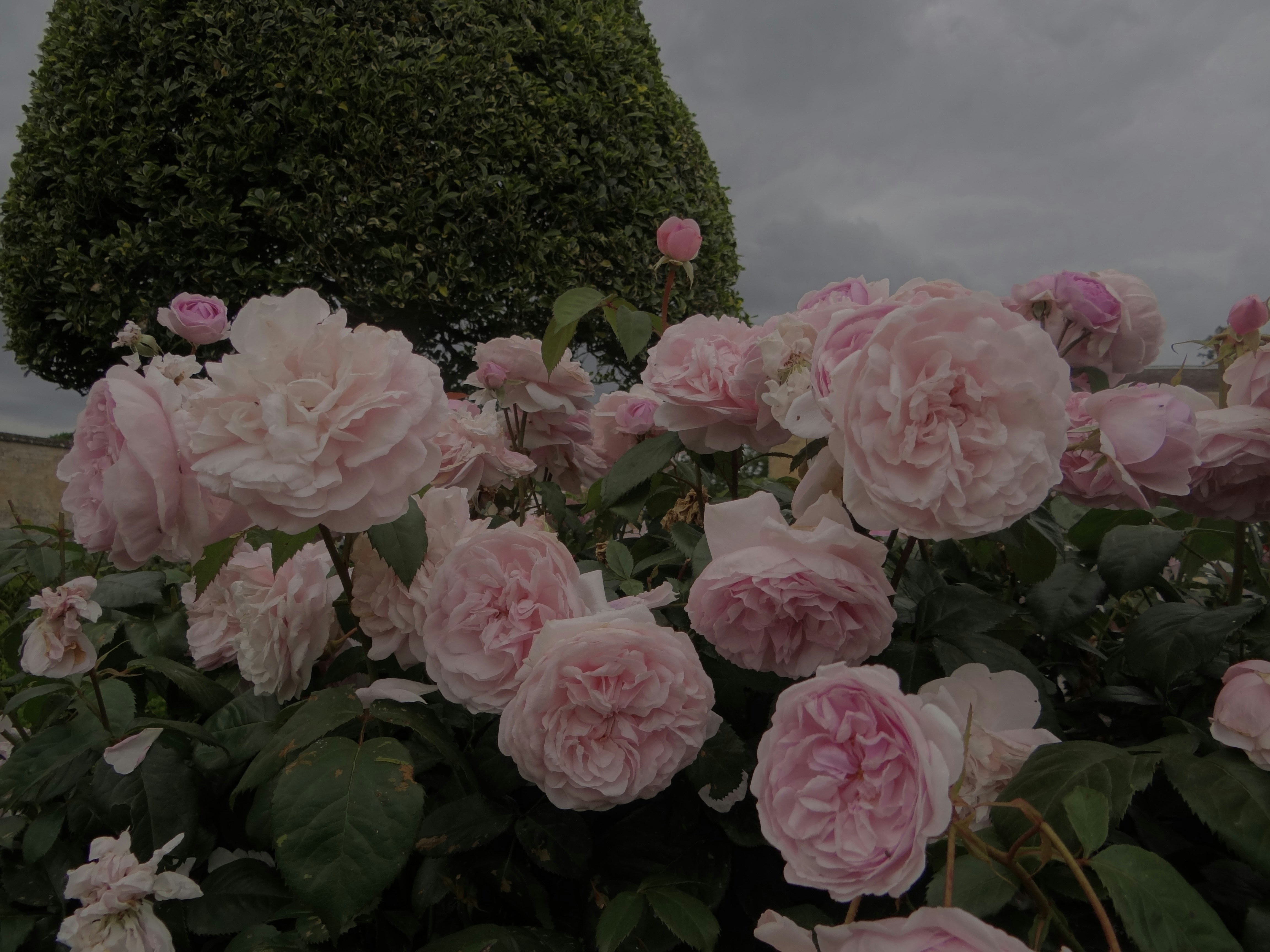 Petal Parade: Soft Pink Roses Fronting a Manor Garden