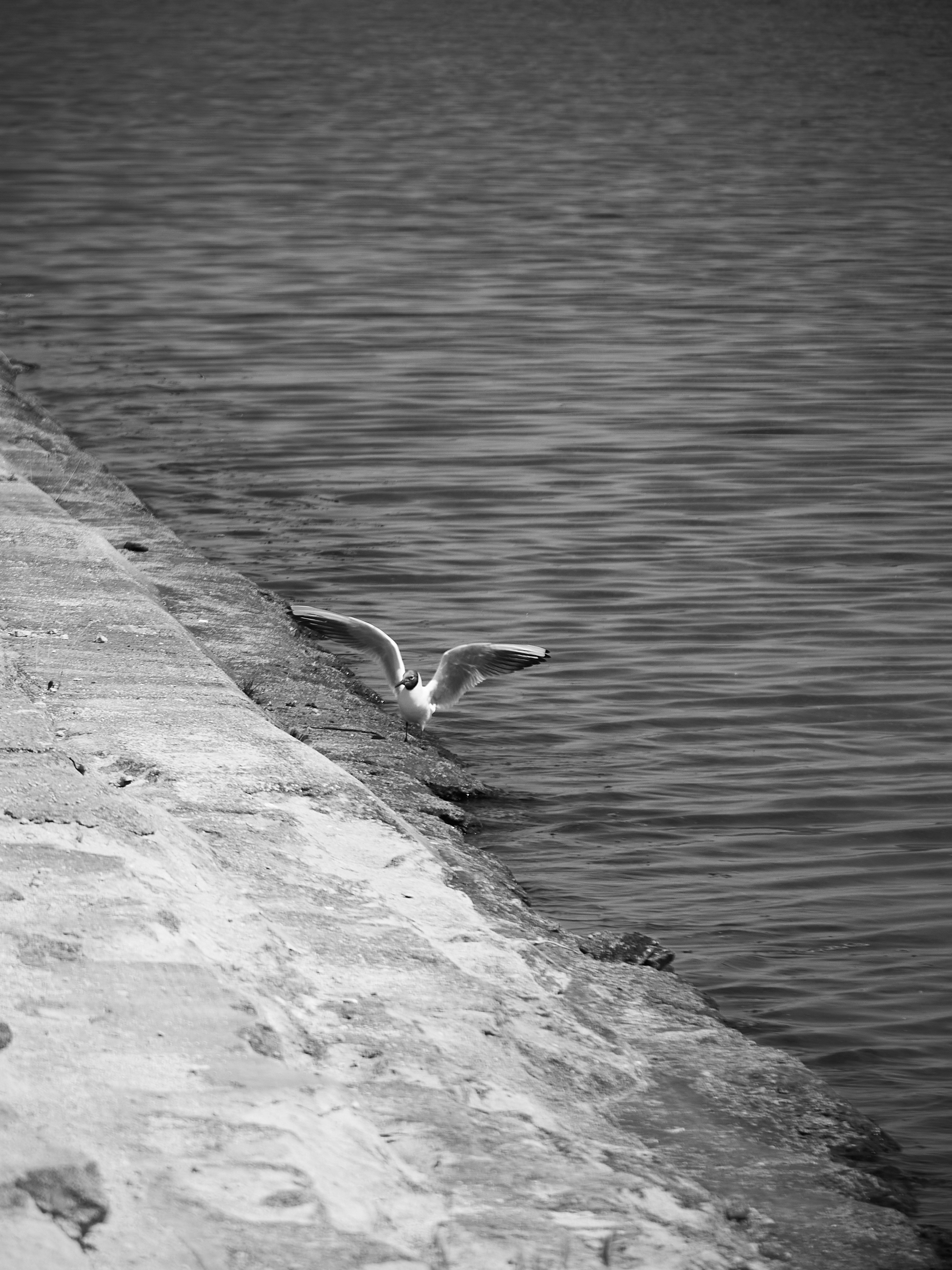 A seagull gracefully descends towards the water's edge, showcasing its wings in mid-flight against a tranquil backdrop. The monochrome tones enhance the serene atmosphere.