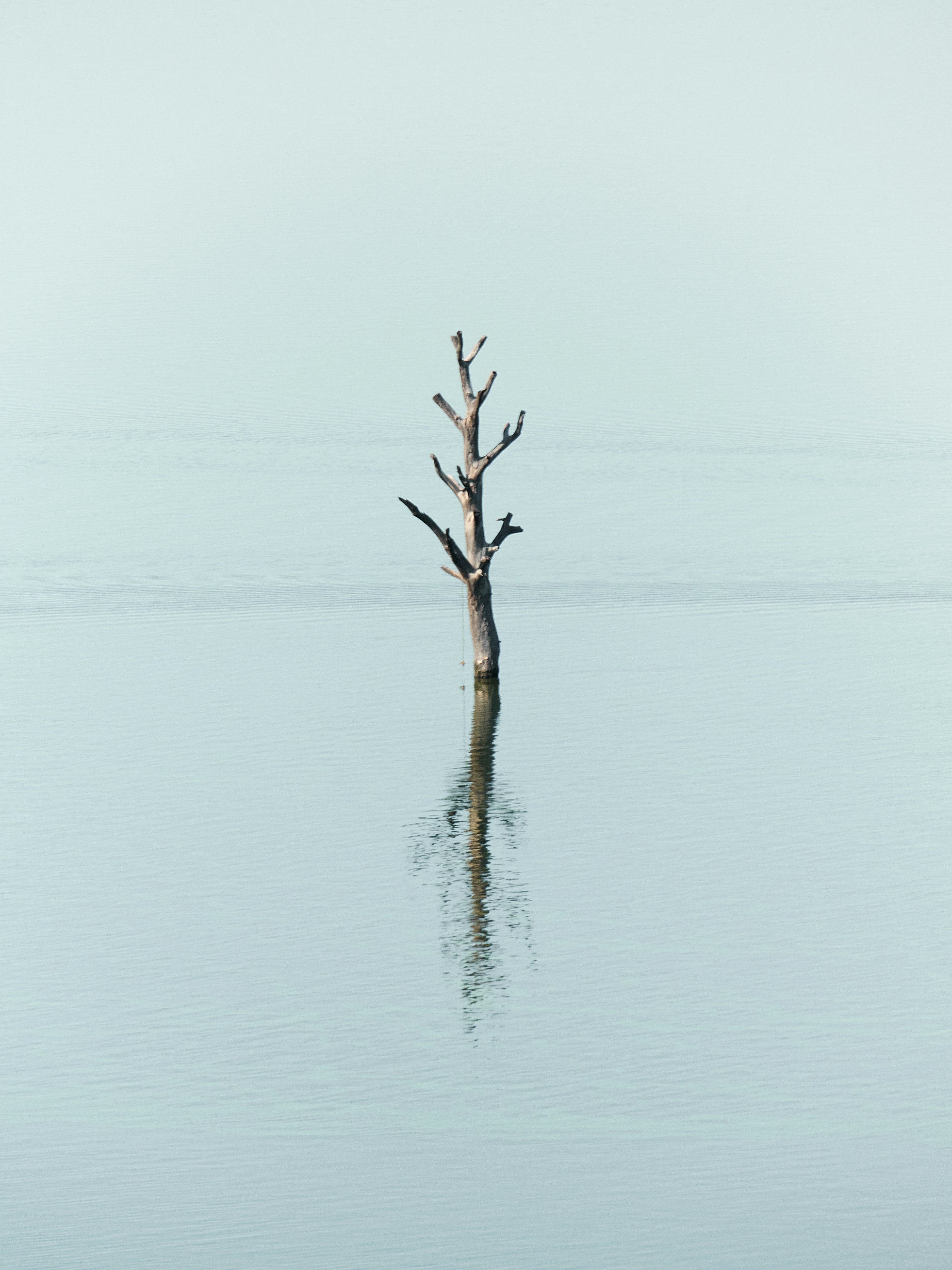 Solitary dead tree rises from calm, pale-blue water. Its reflection forms a vertical mirror on the glassy surface.