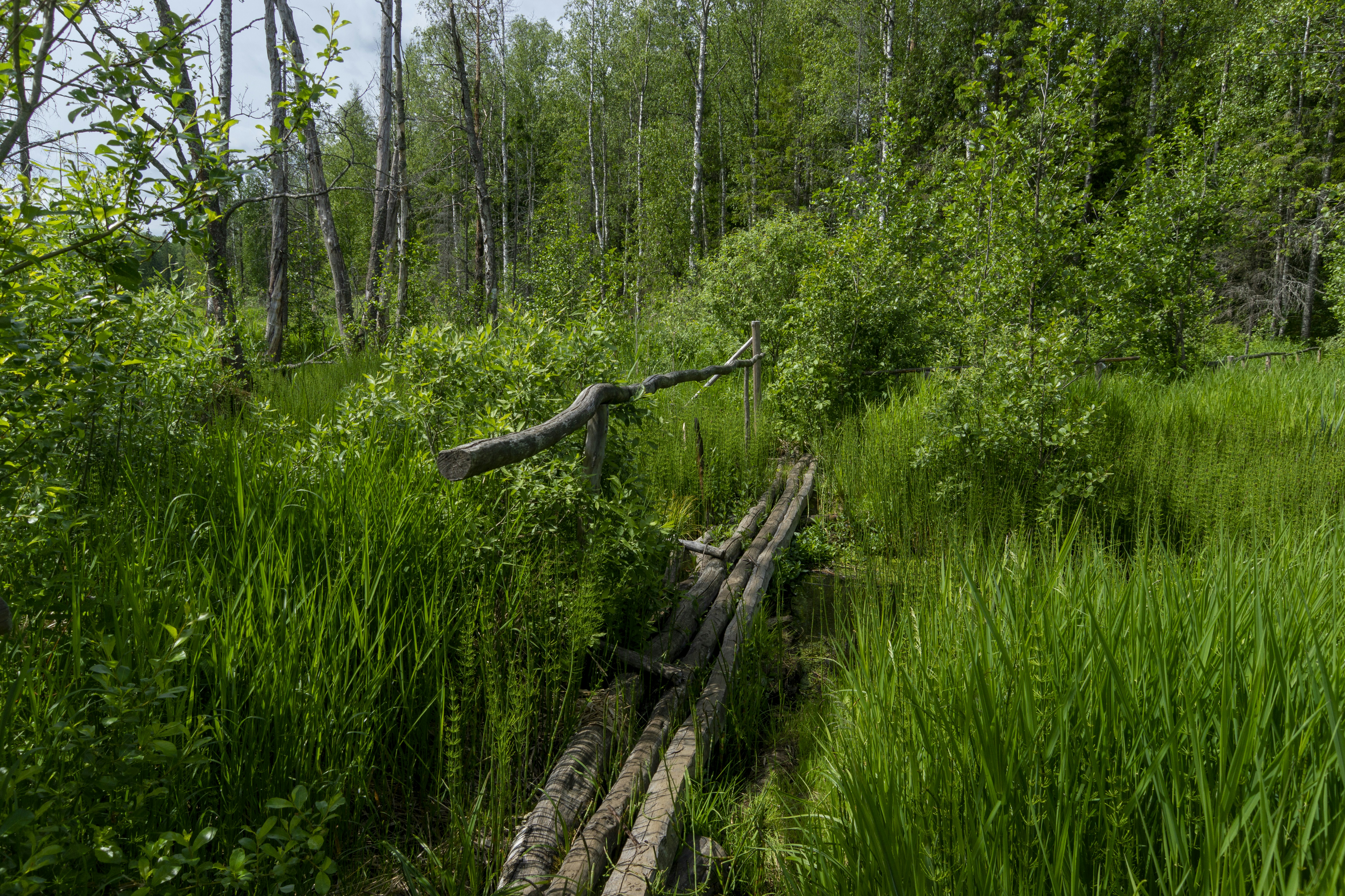 A log in a forest photo – Free Green Image on Unsplash