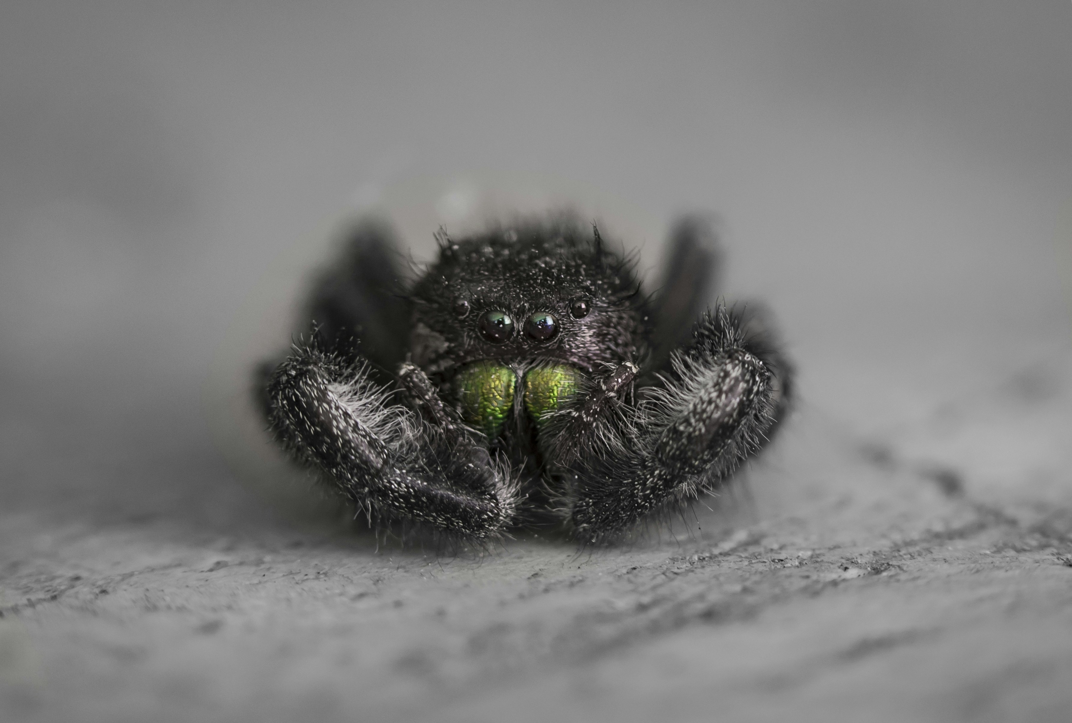 Tiny Green-Maced Jump: A Bold Portrait of a Puff-Tailed Jumping Spider