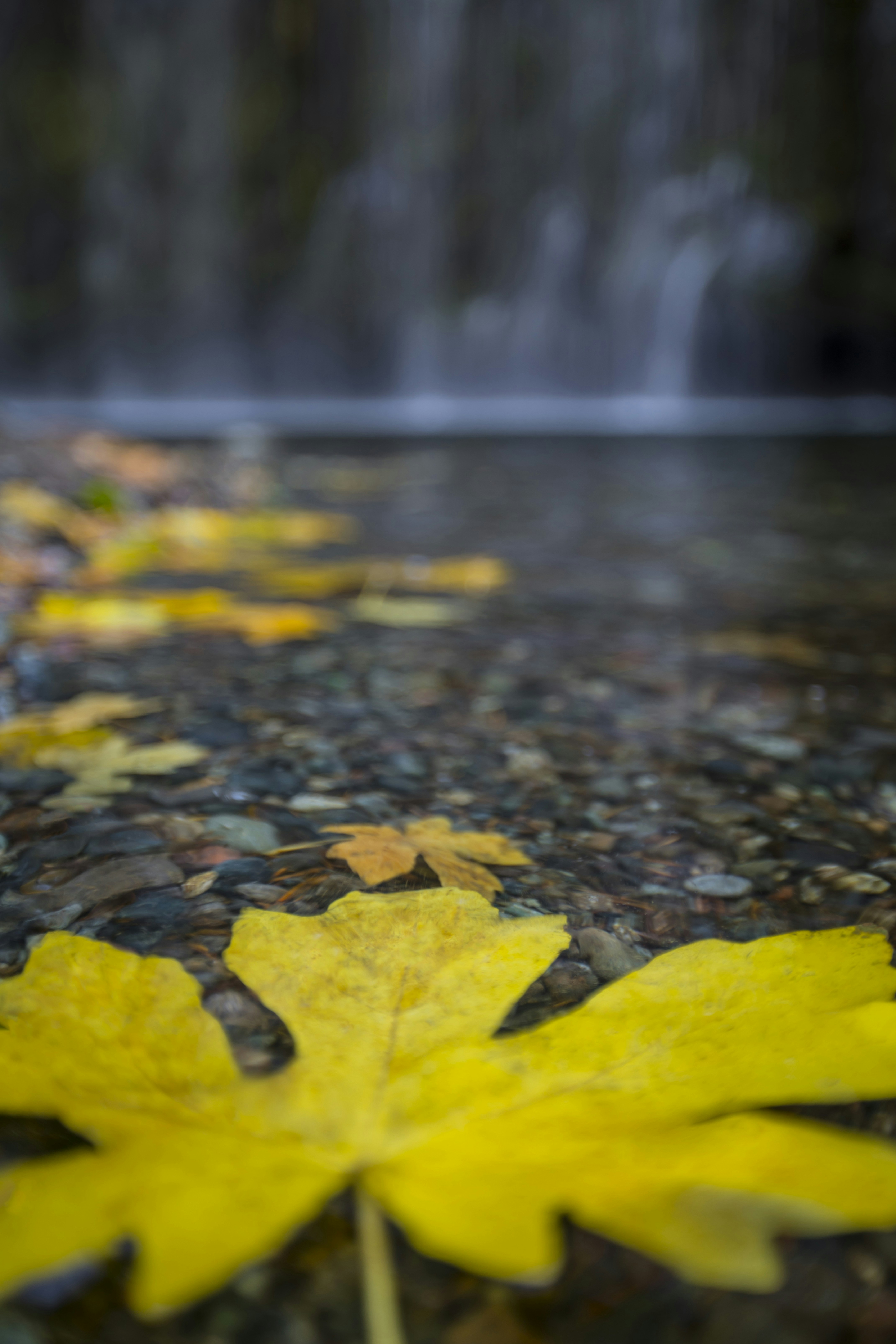Golden Maple Leaf Resting on a Clear Stream Bed