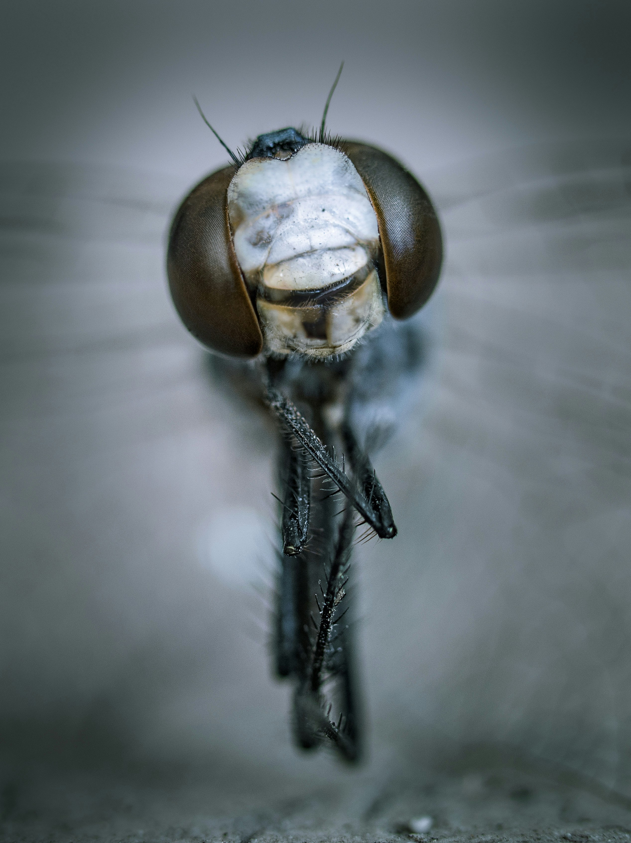 a close up of a bug