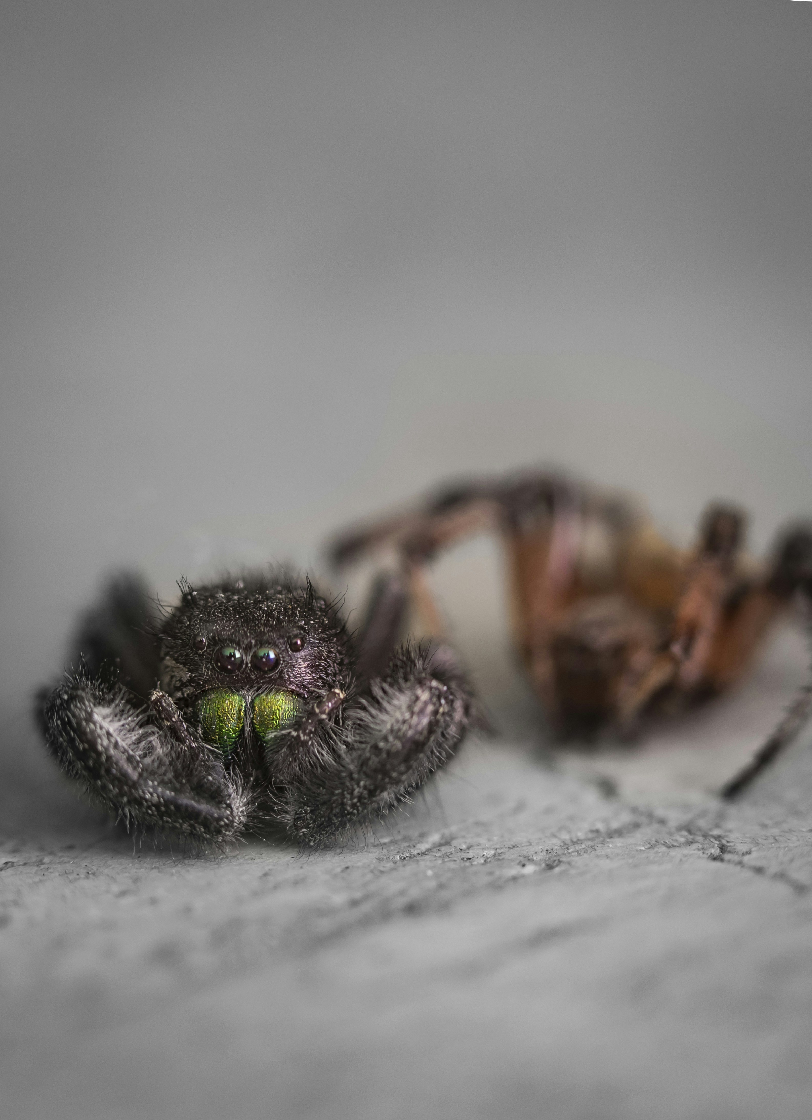 Macro Portrait: The Jumping Spider’s Intense Gaze on a Concrete Stage