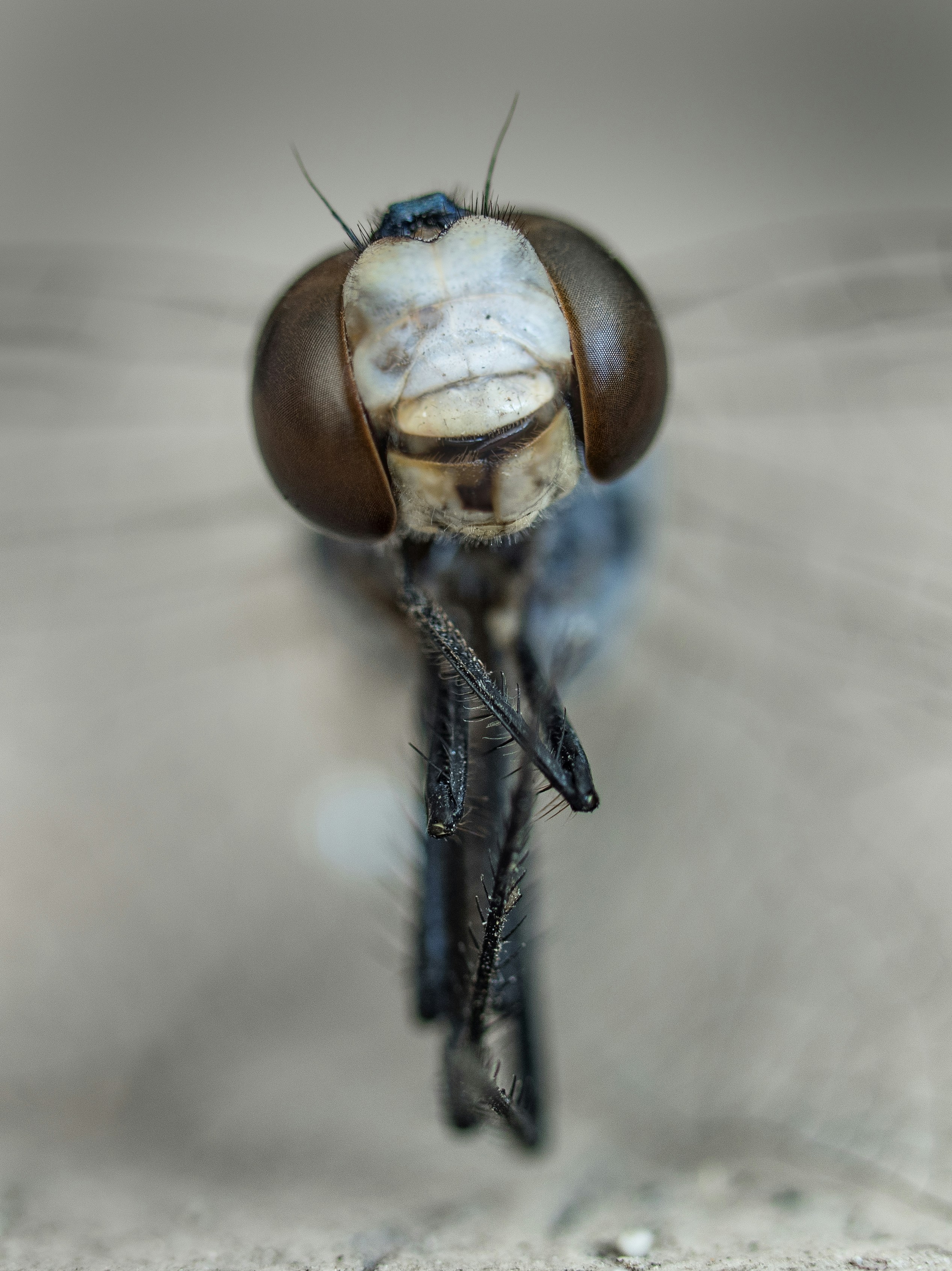 a close up of a bug