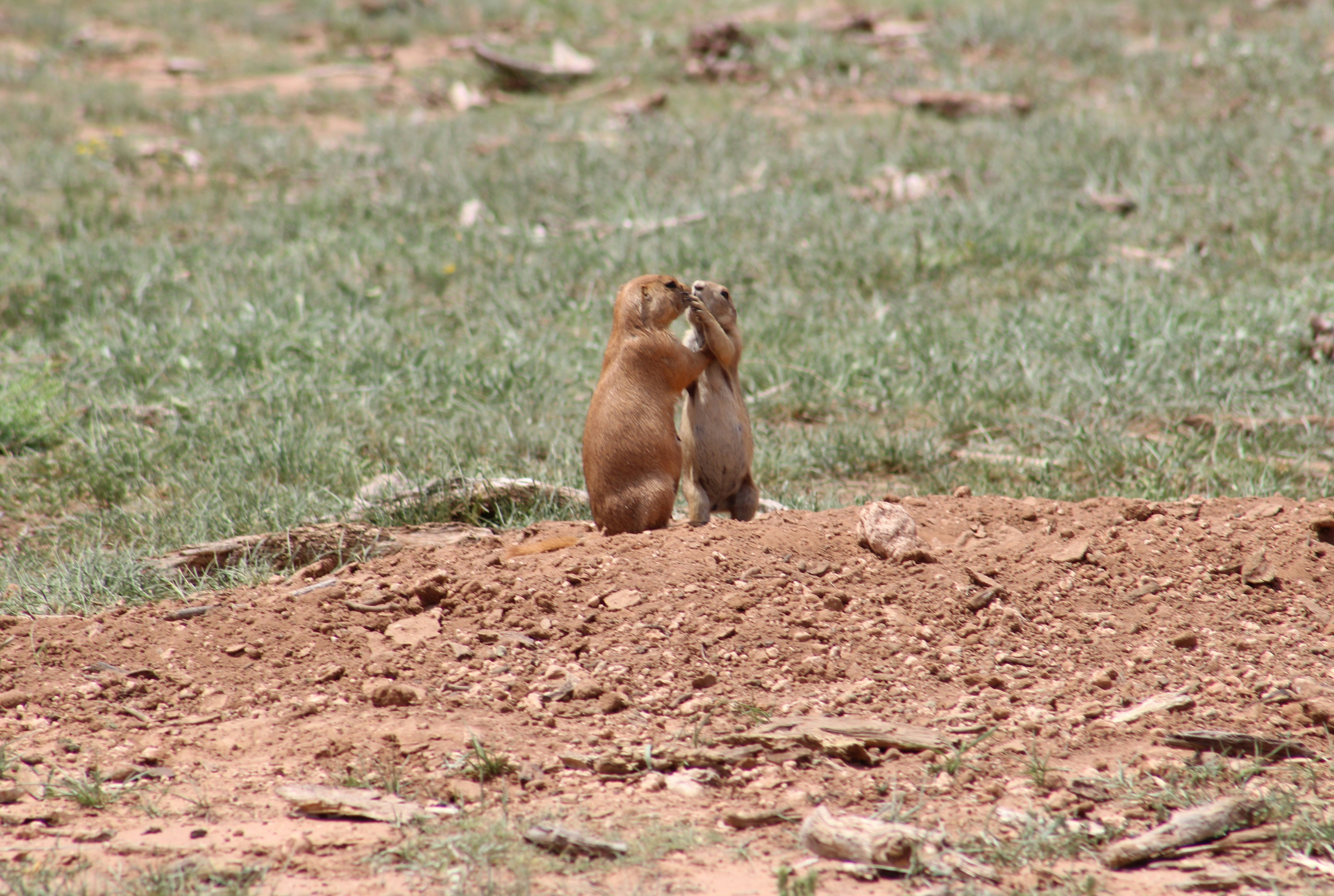 Un couple d’animaux dans un champ photo – Photo Chemin Caprock Canyon ...