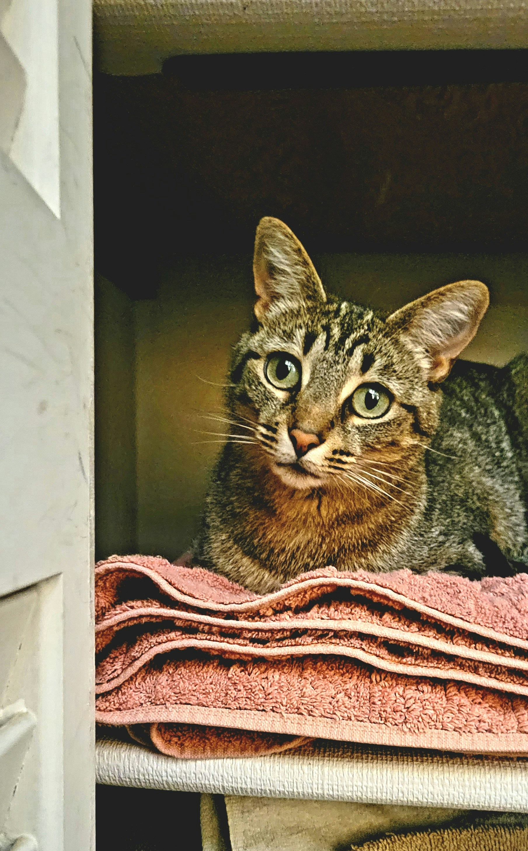 Curious House Cat Emerges from a Cozy Shelter