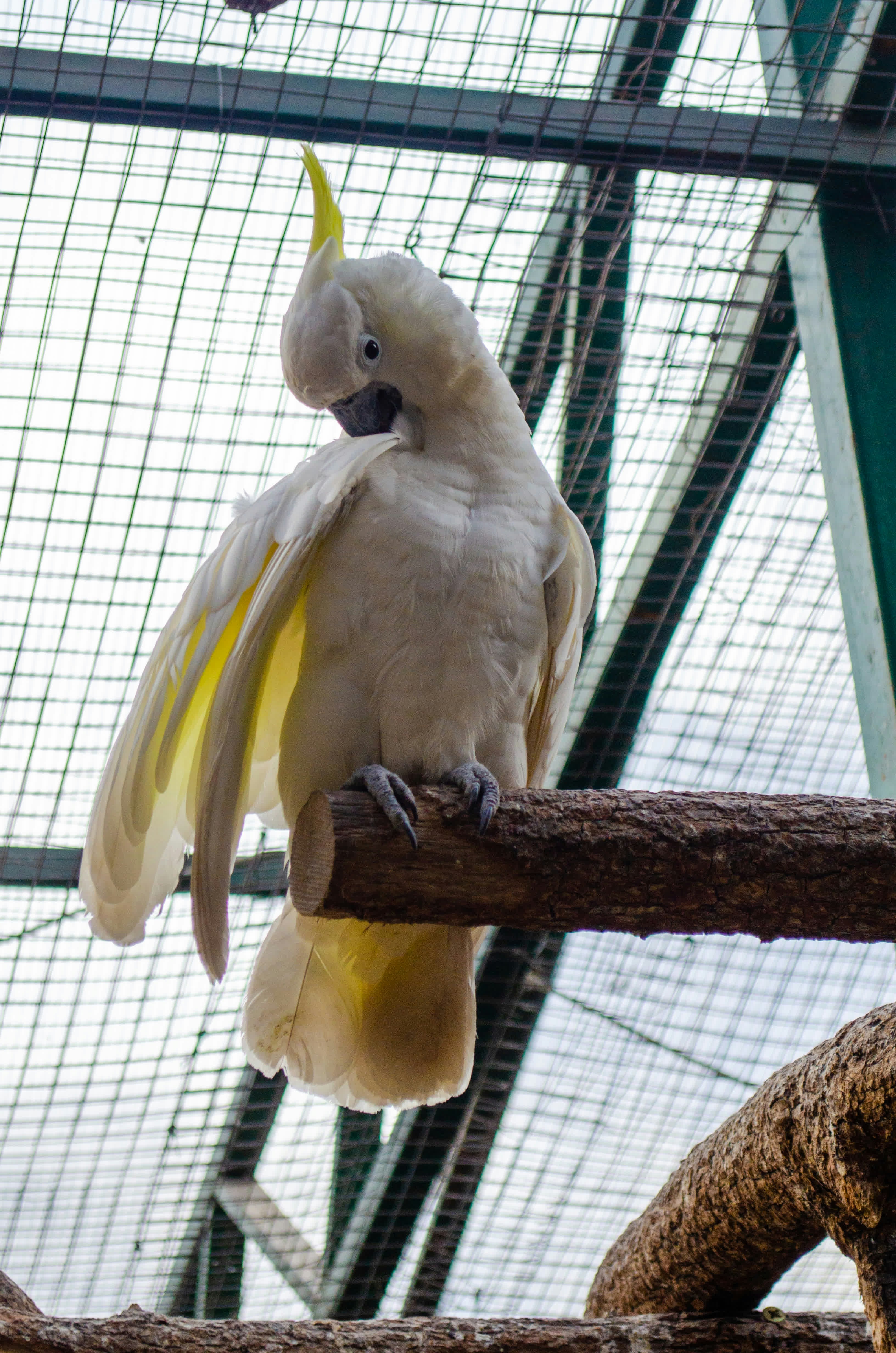 Foto Un loro blanco en una jaula – Imagen Pájaro gratis en Unsplash