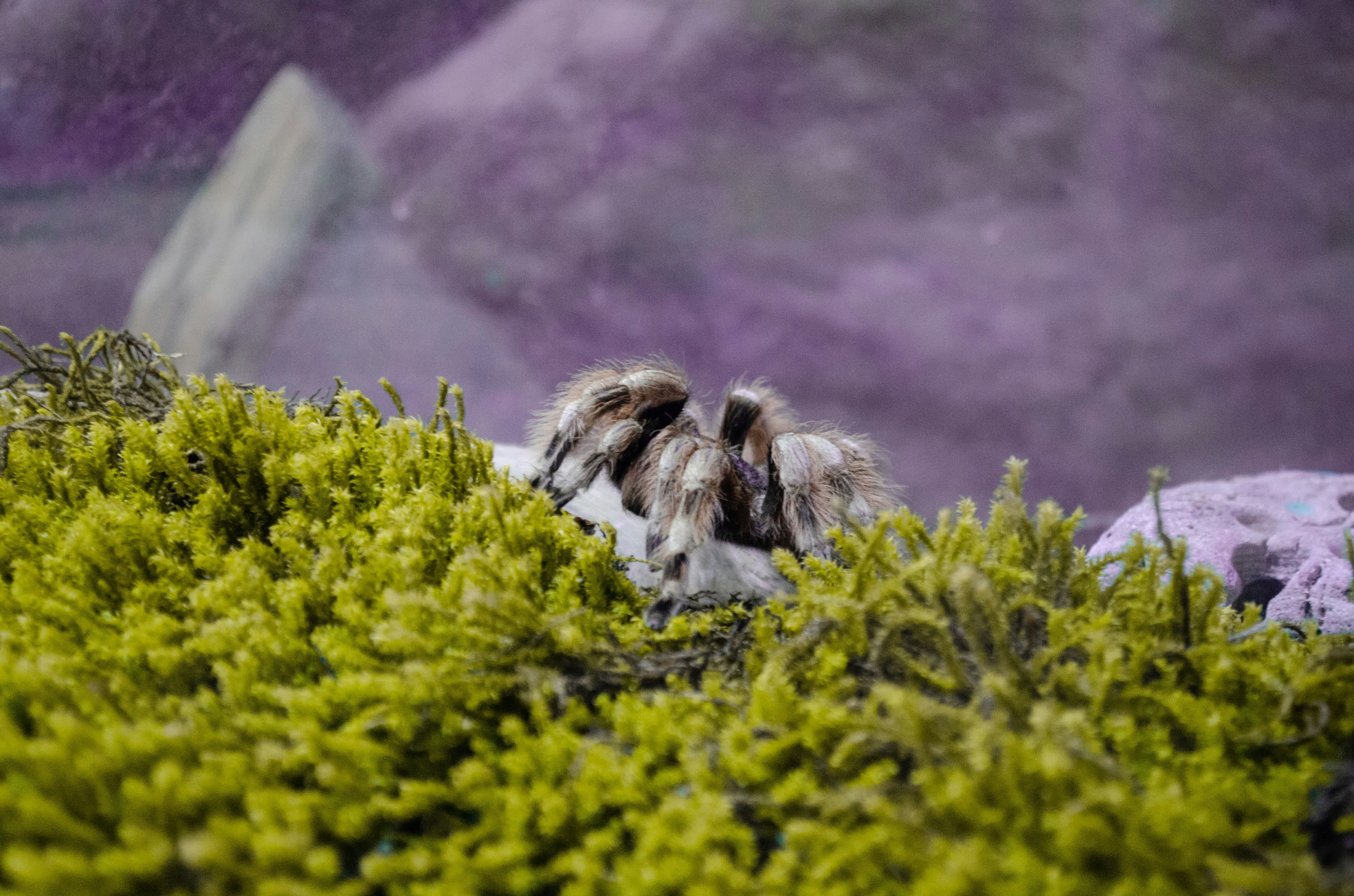 A small furry animal in a bush photo – Free Grey Image on Unsplash