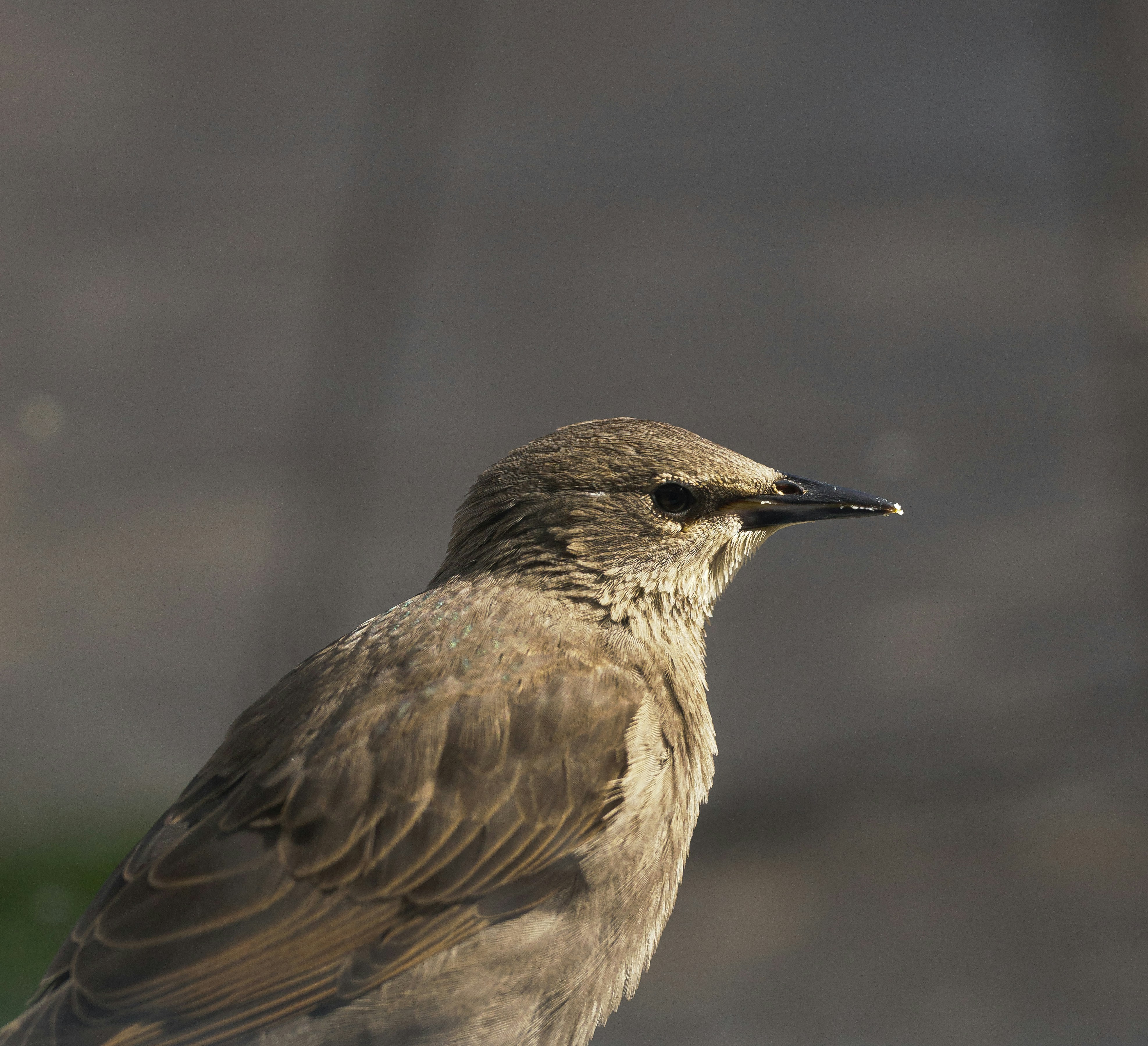Juvenile Starling 