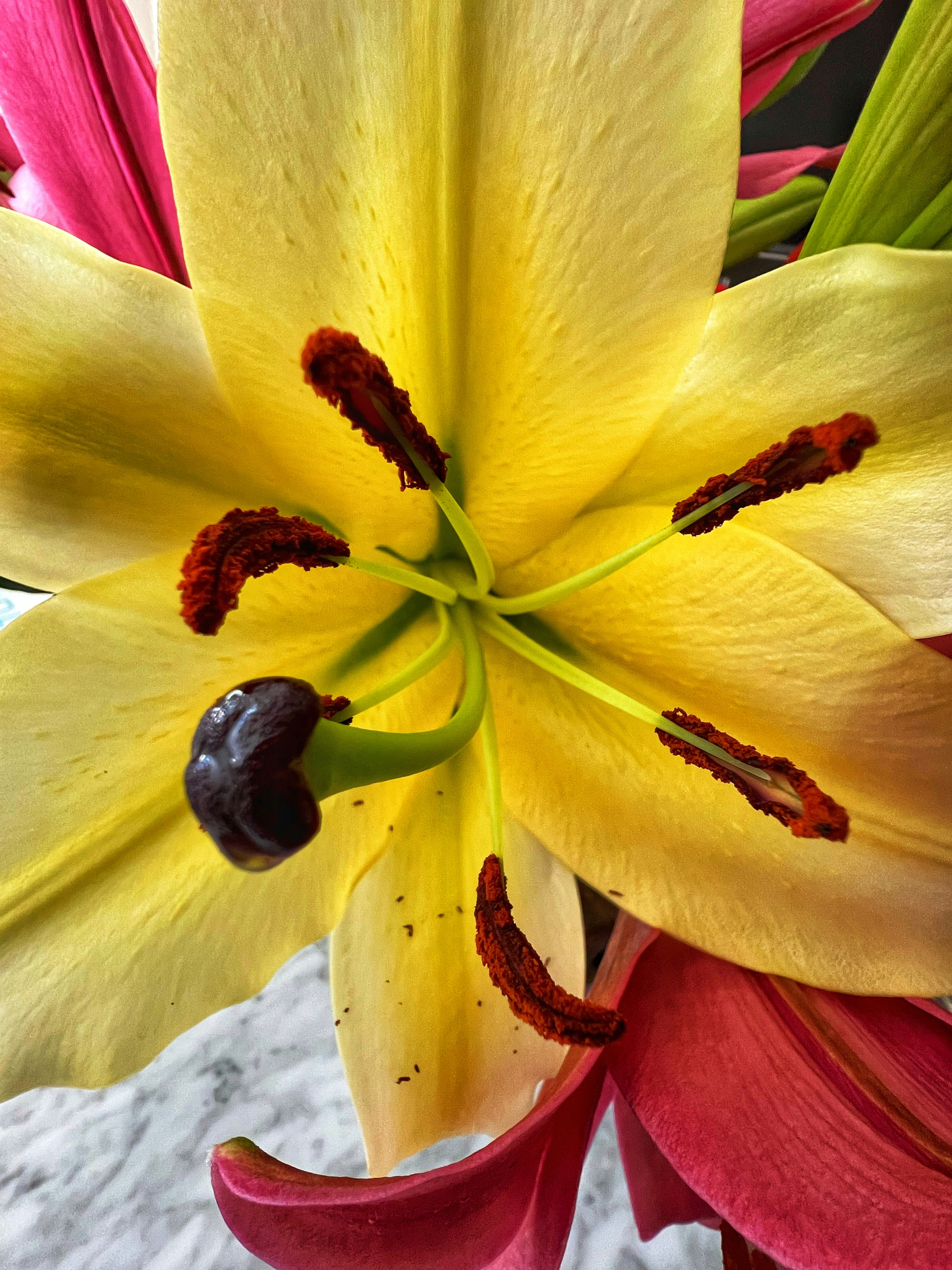 Close-up of a vibrant yellow lily showcasing intricate details of its petals and stamens. The composition highlights the flower's natural beauty and texture.