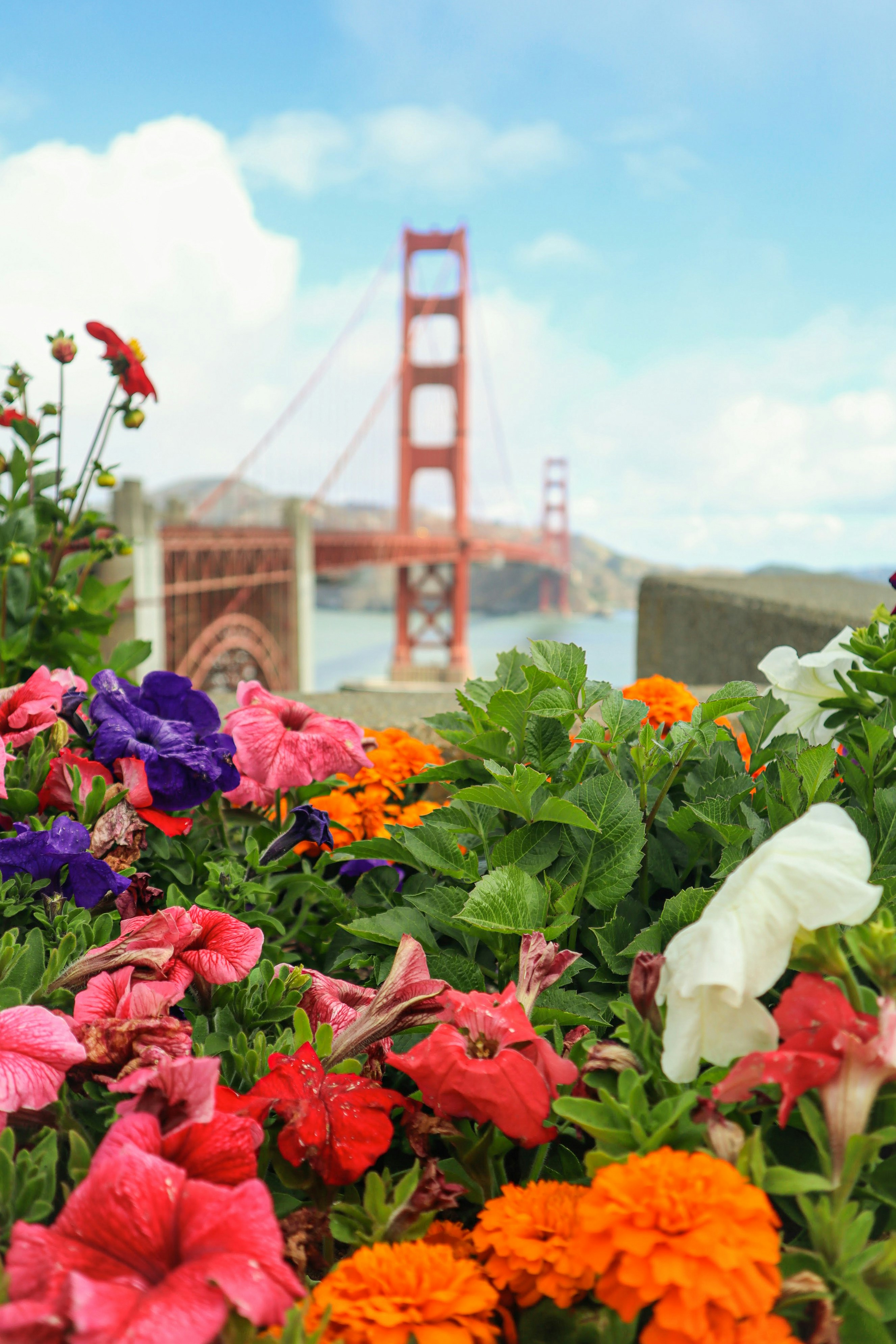 A group of flowers in front of a bridge photo – Free Plant Image on ...