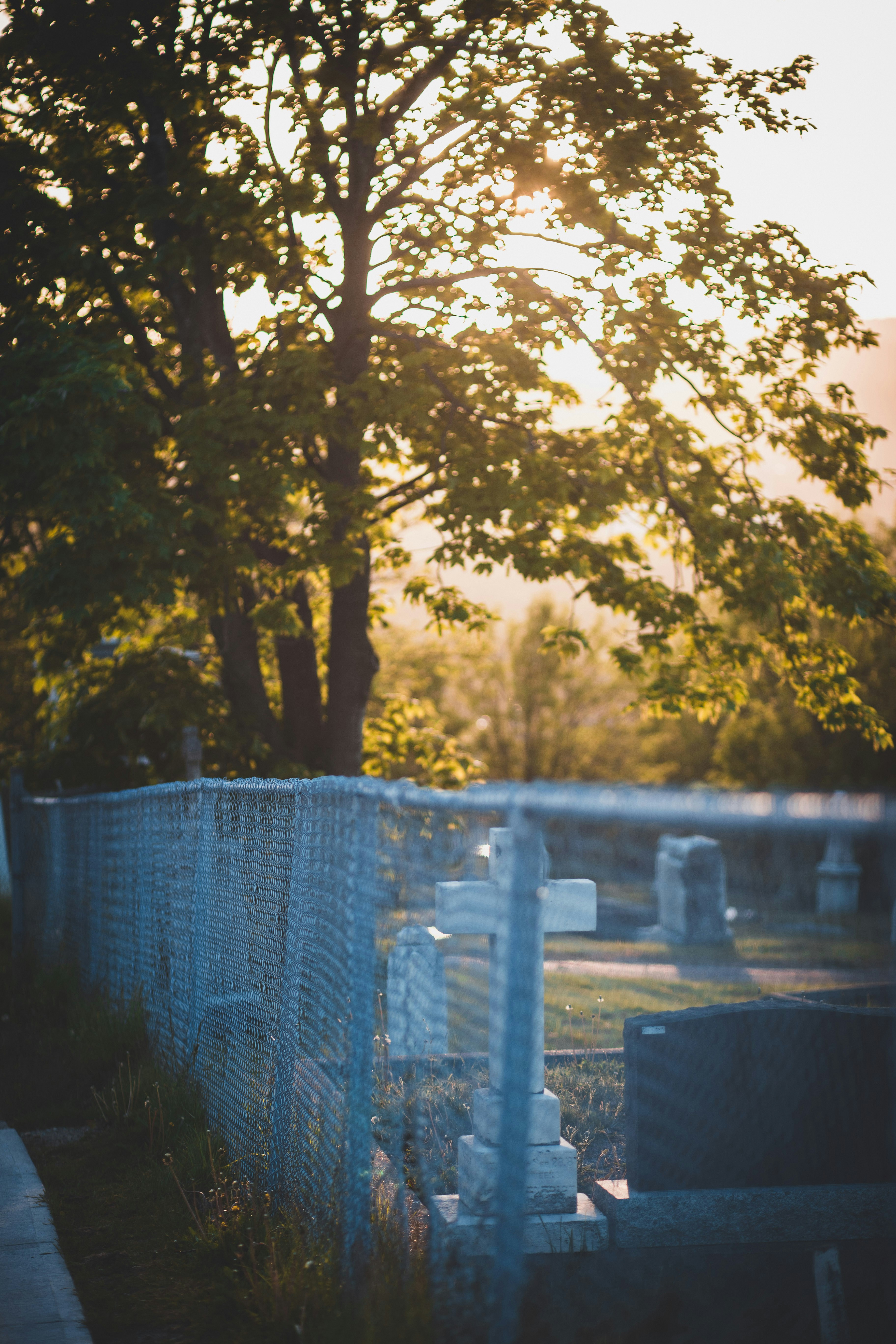 a tree next to a fence