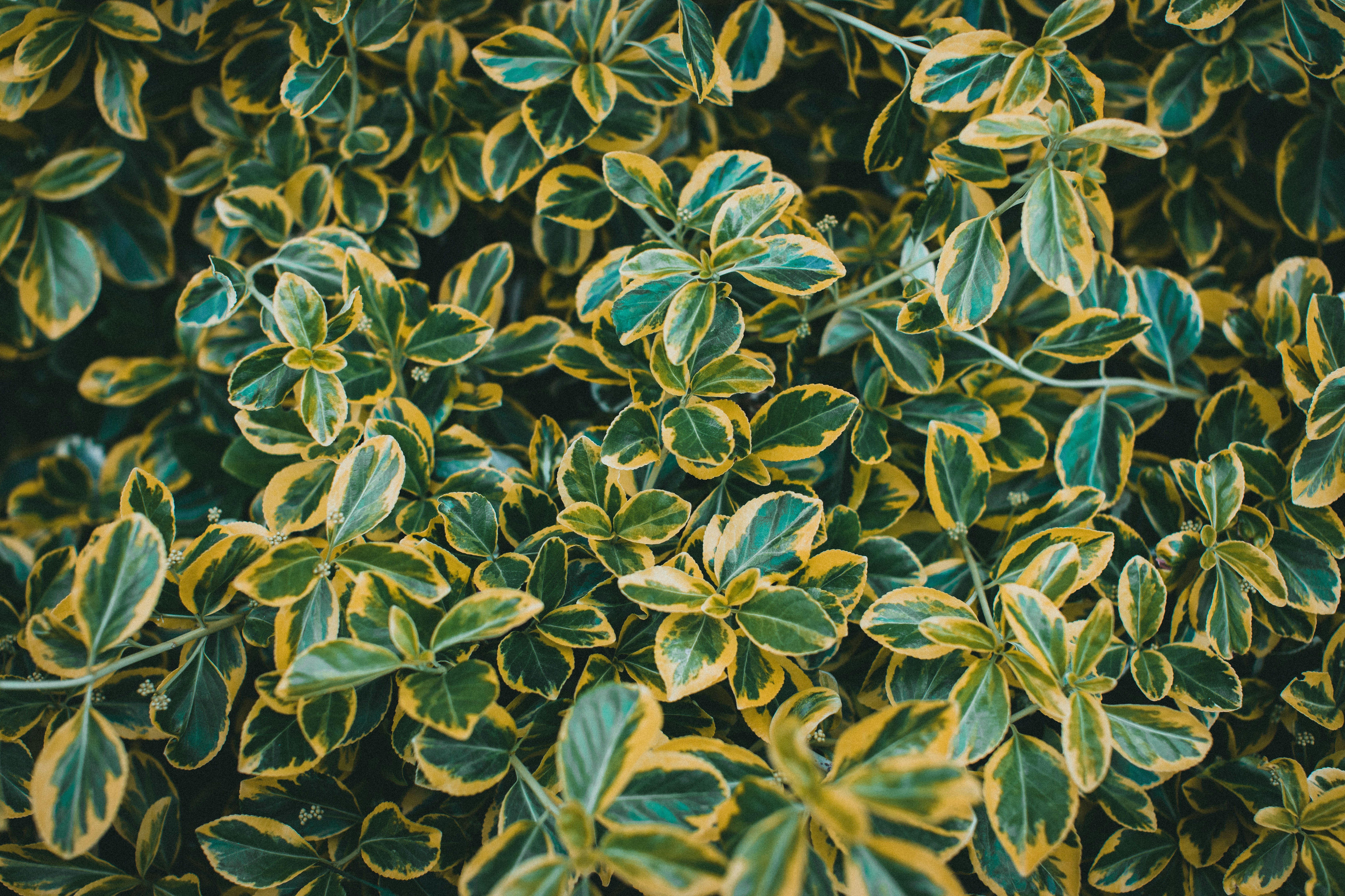 Variegated Leaf Quilt: Sunlit Margins in a Dense Green Tapestry