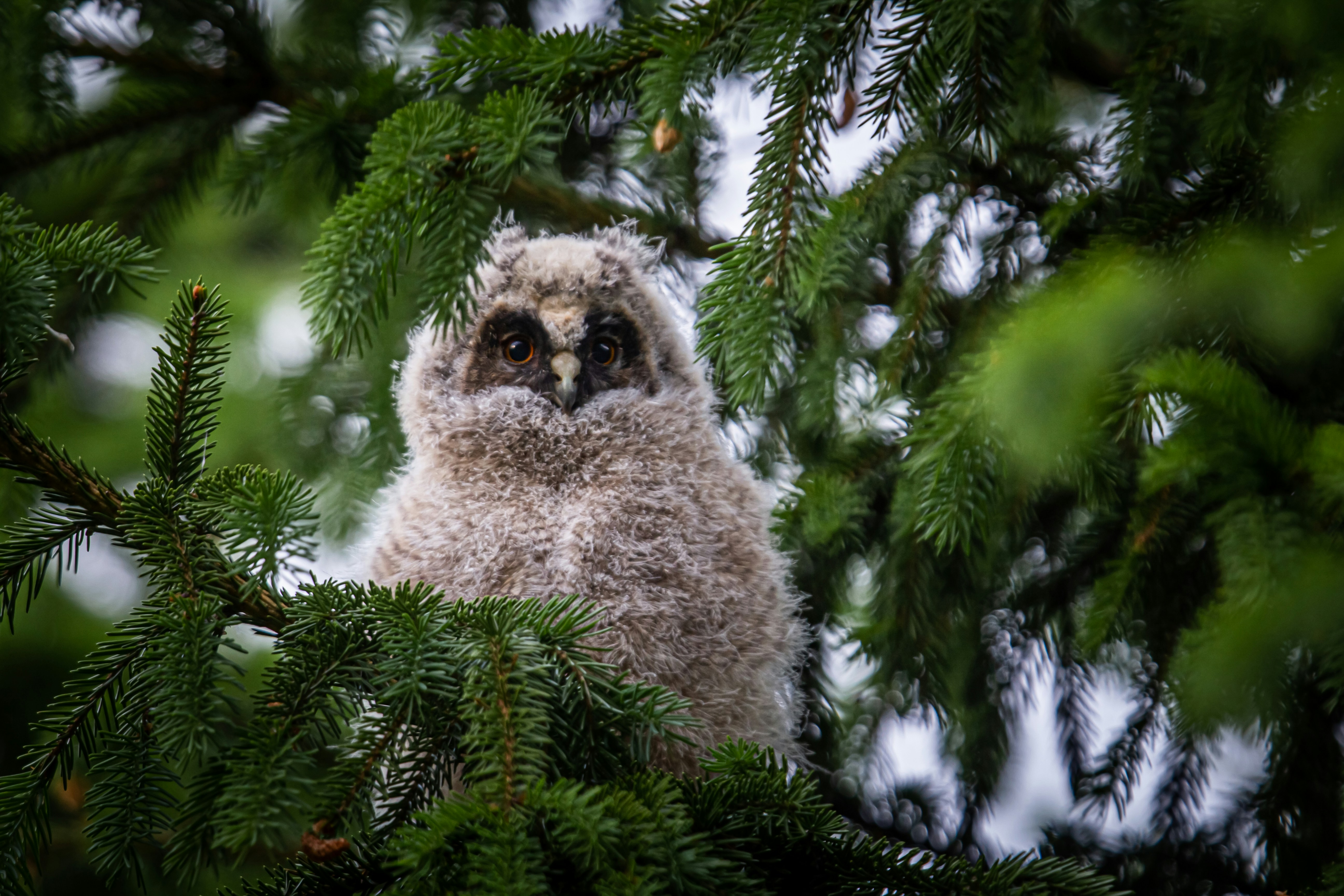 A small animal in a tree photo – Free Fauna Image on Unsplash