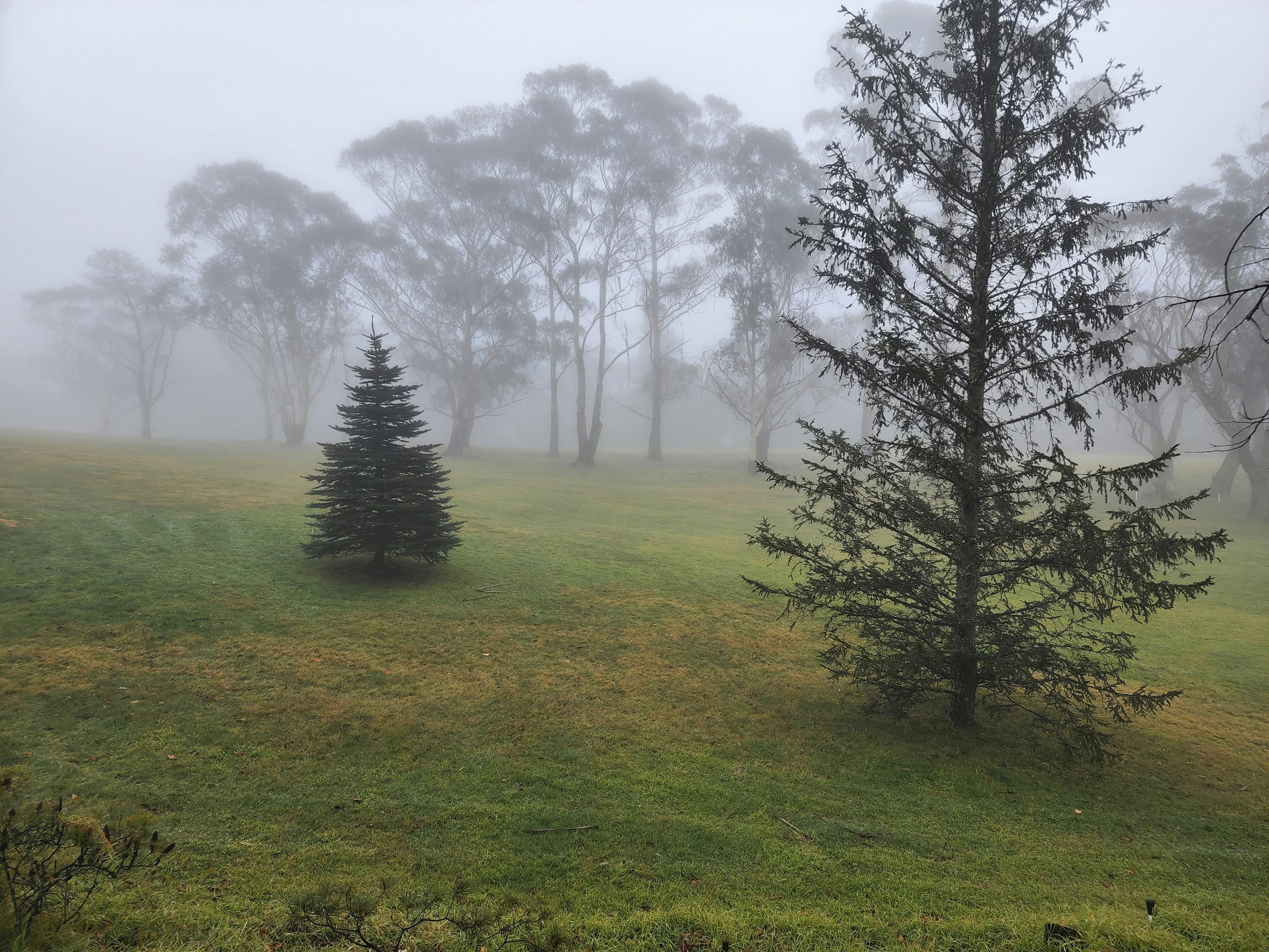 a group of trees in a field