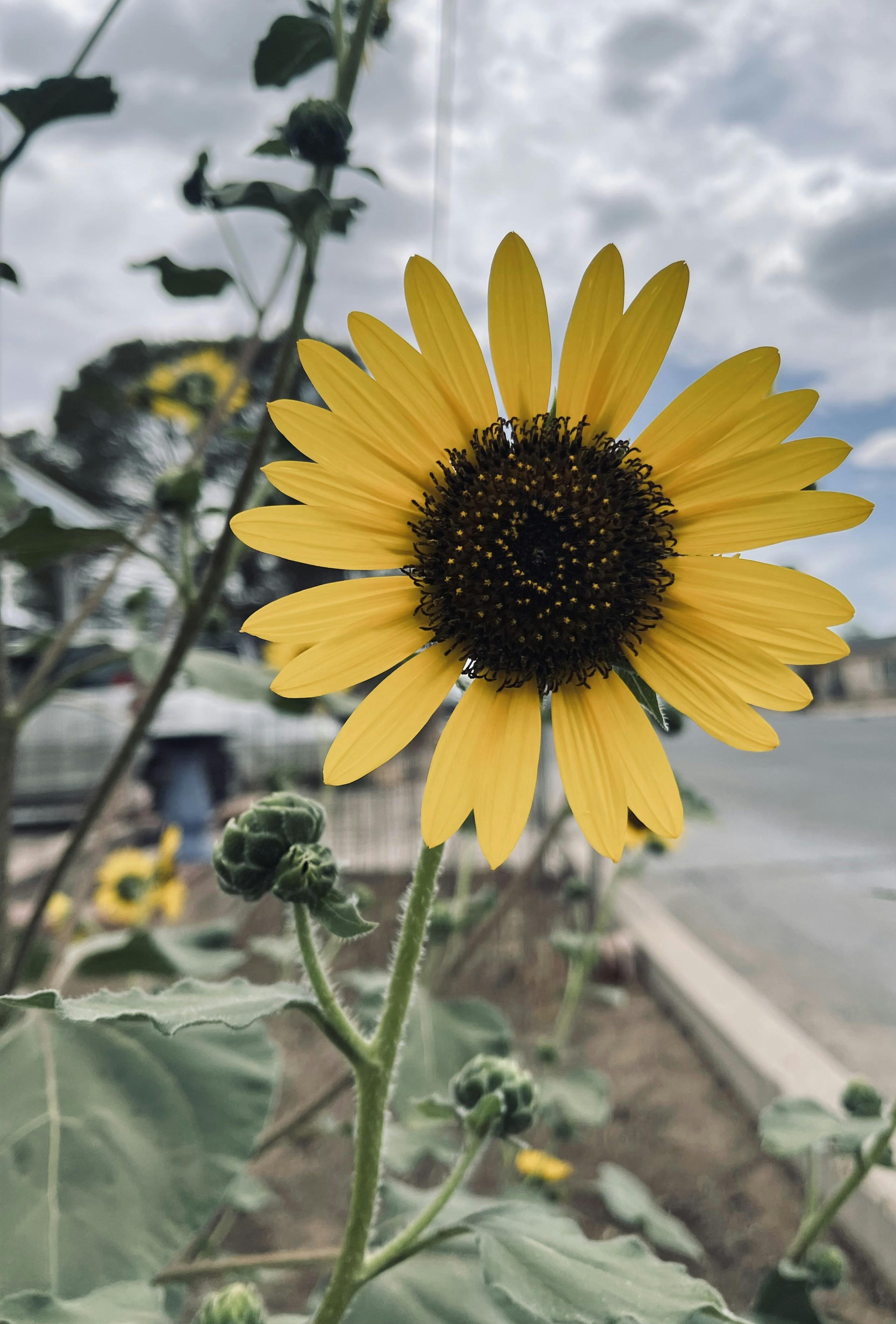 Free Plant Image on Unsplash