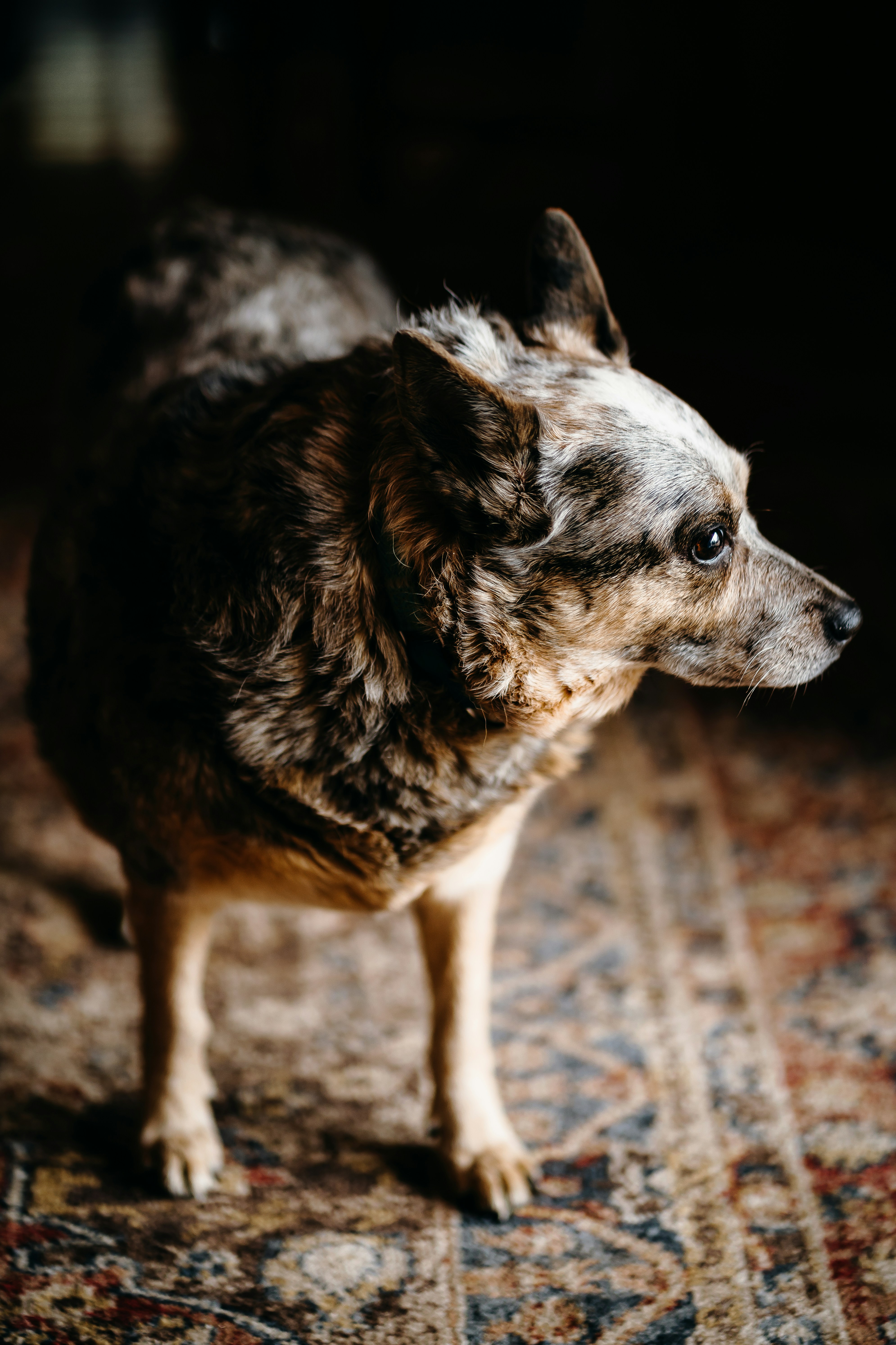 Profile in Warm Focus: A Mixed-Breed on a Persian Rug