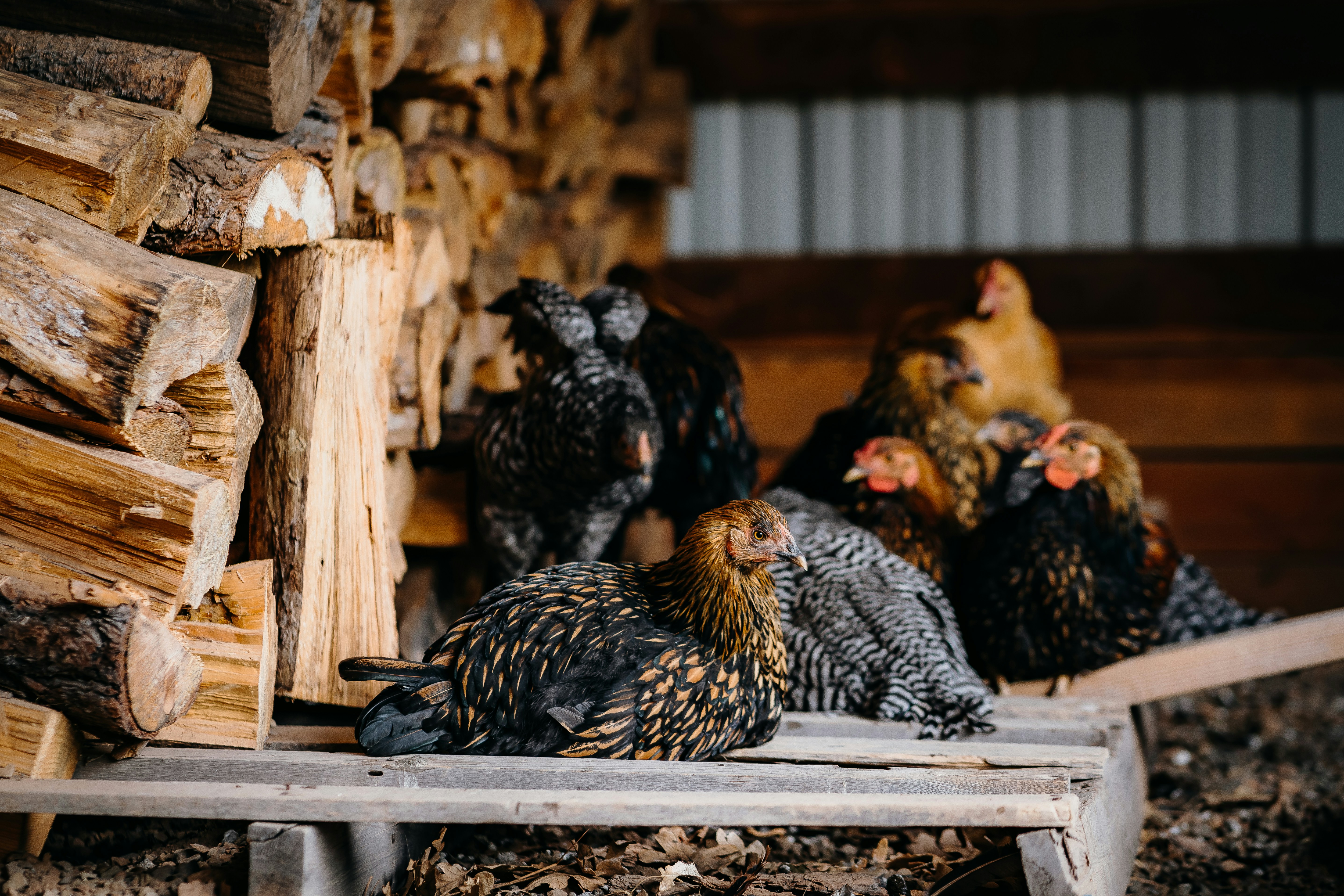 Harmony in the Henhouse: A Cozy GatheringEmmanuel Munoz