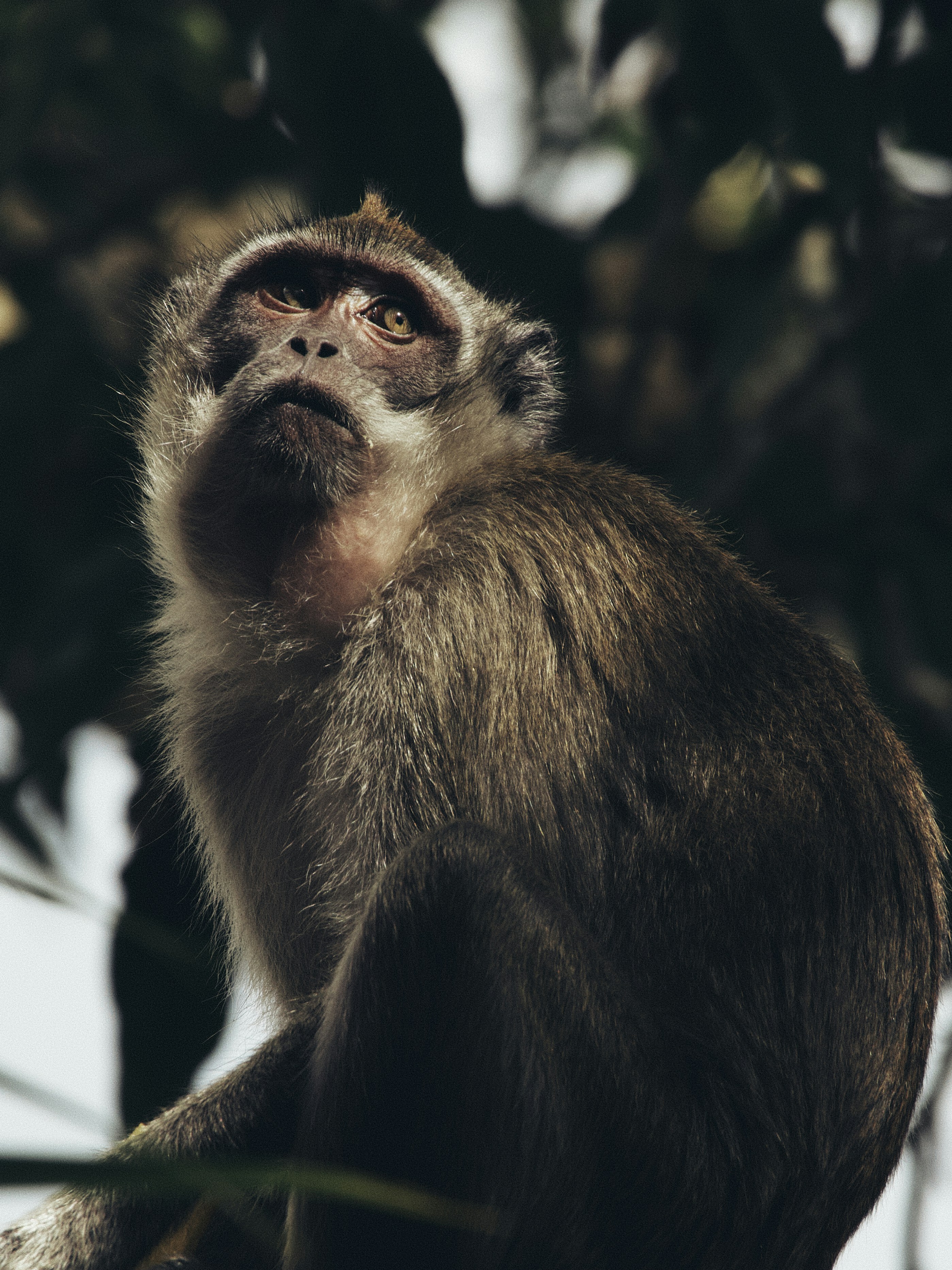 Foto Un mono mirando a la cámara – Imagen Mauricio Grand Bassin gratis ...