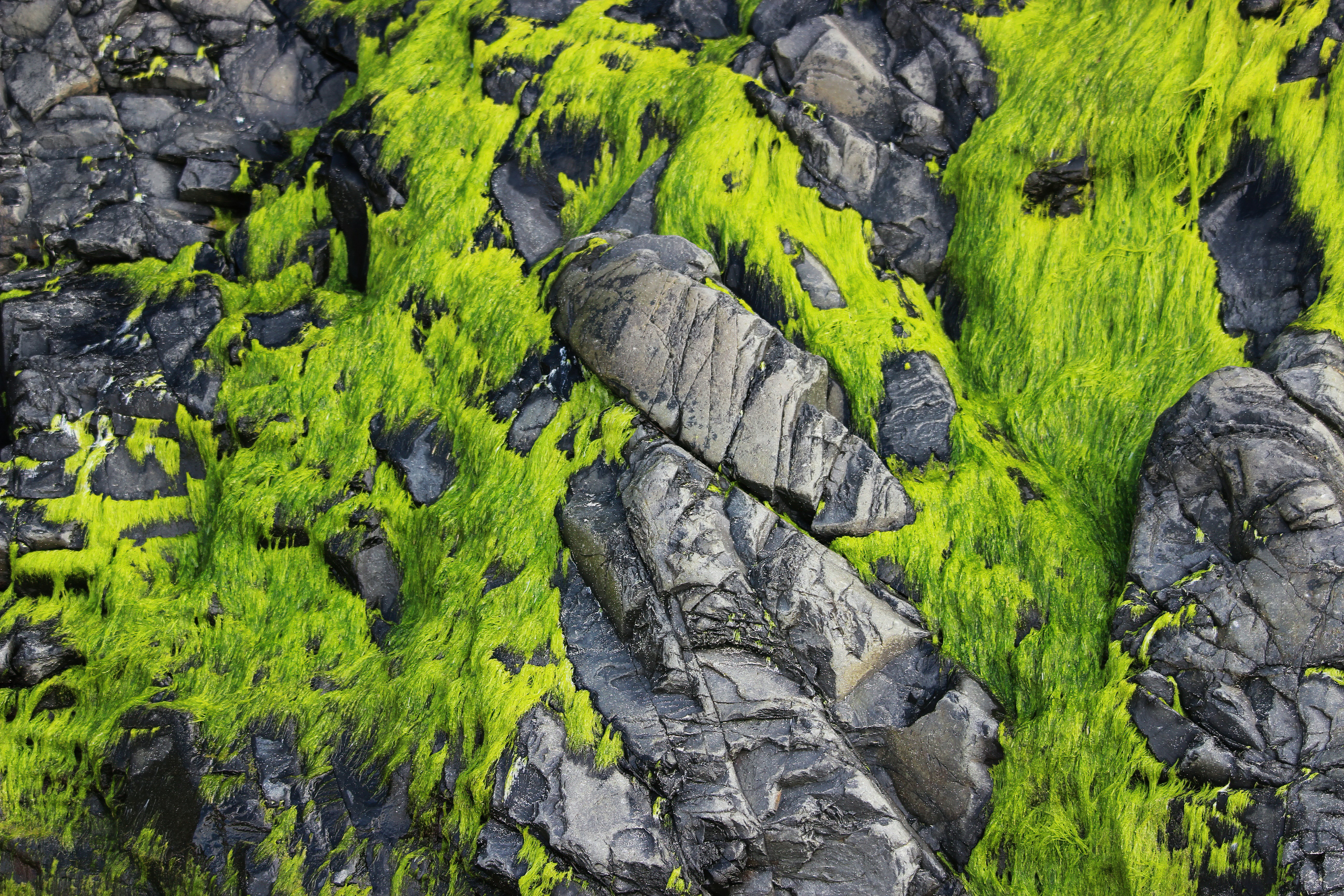 a group of rocks with moss on them