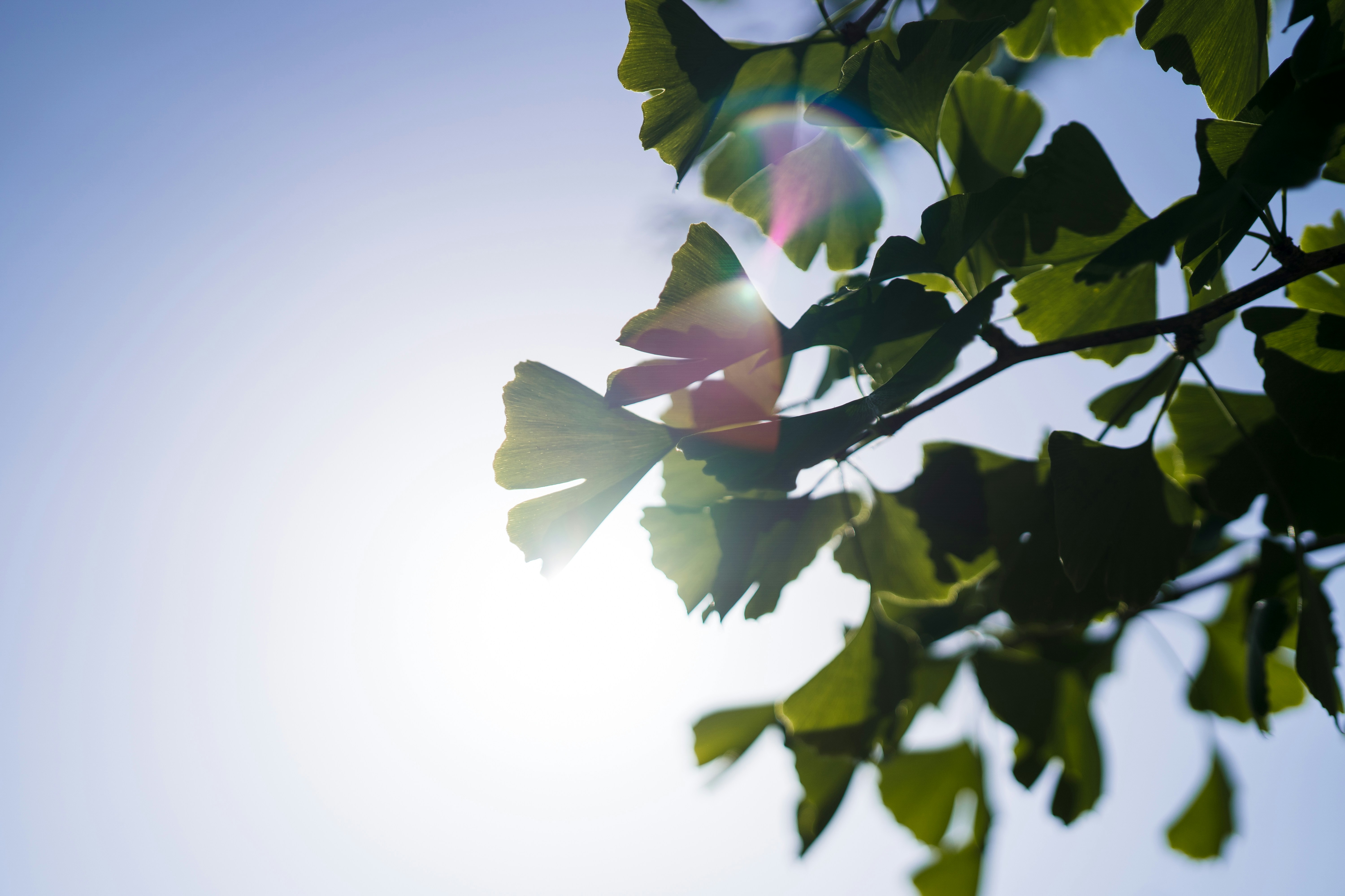 Ginkgo leaves backlit by bright sunlight with lens flare in a clear sky.