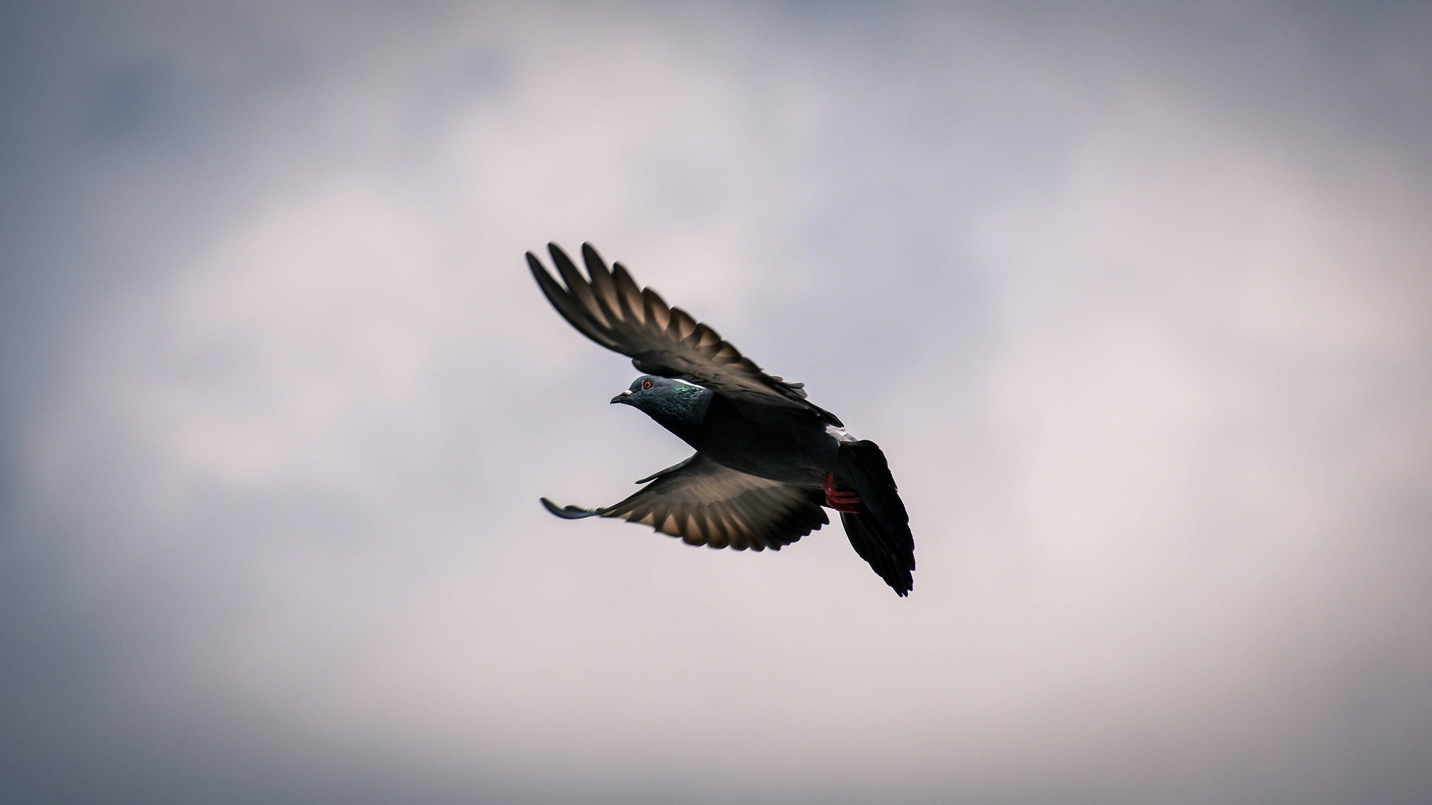 Winged silhouette against a pale sky