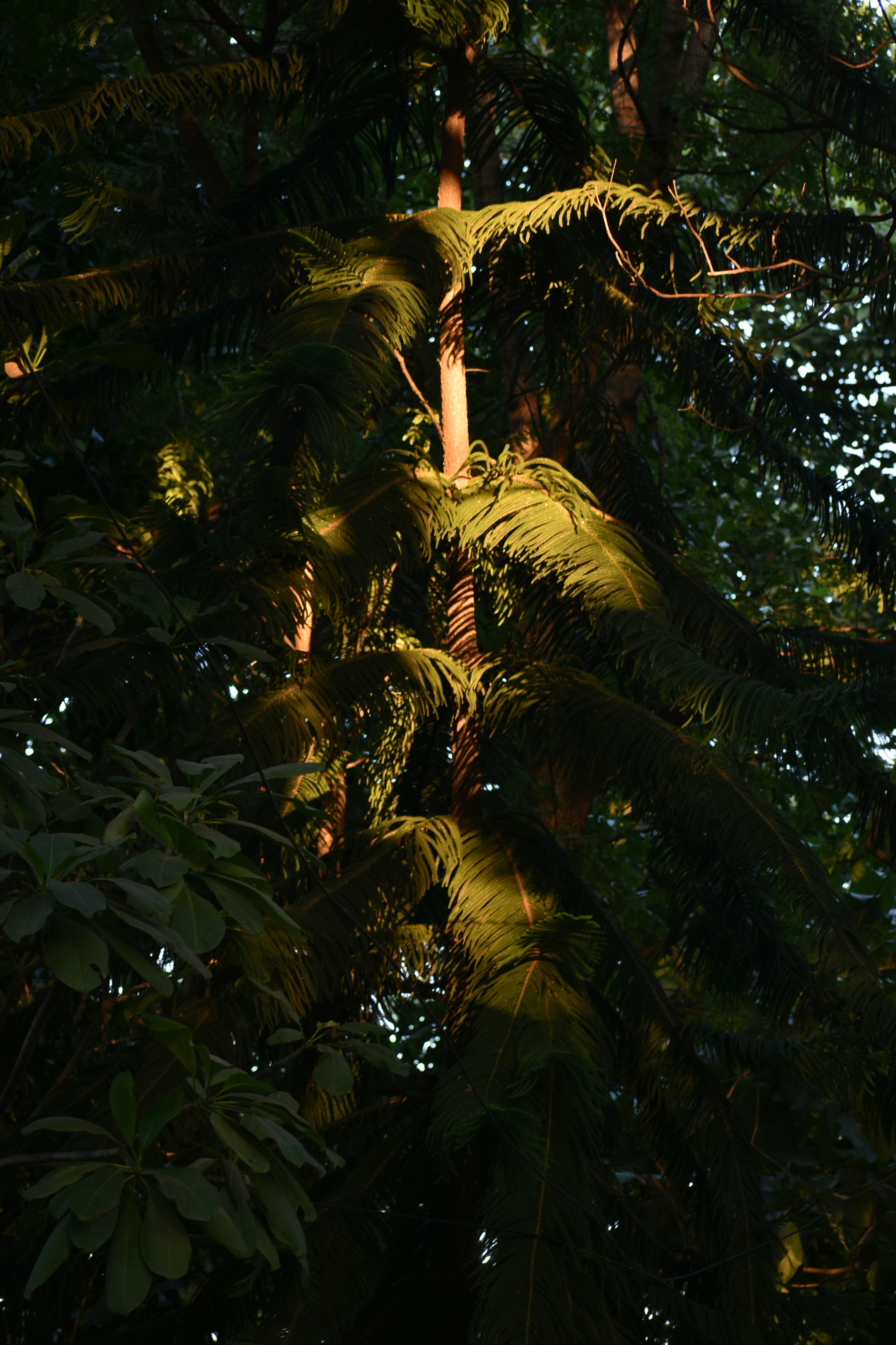 Photo by Animesh Sahoo with Nikon D3400