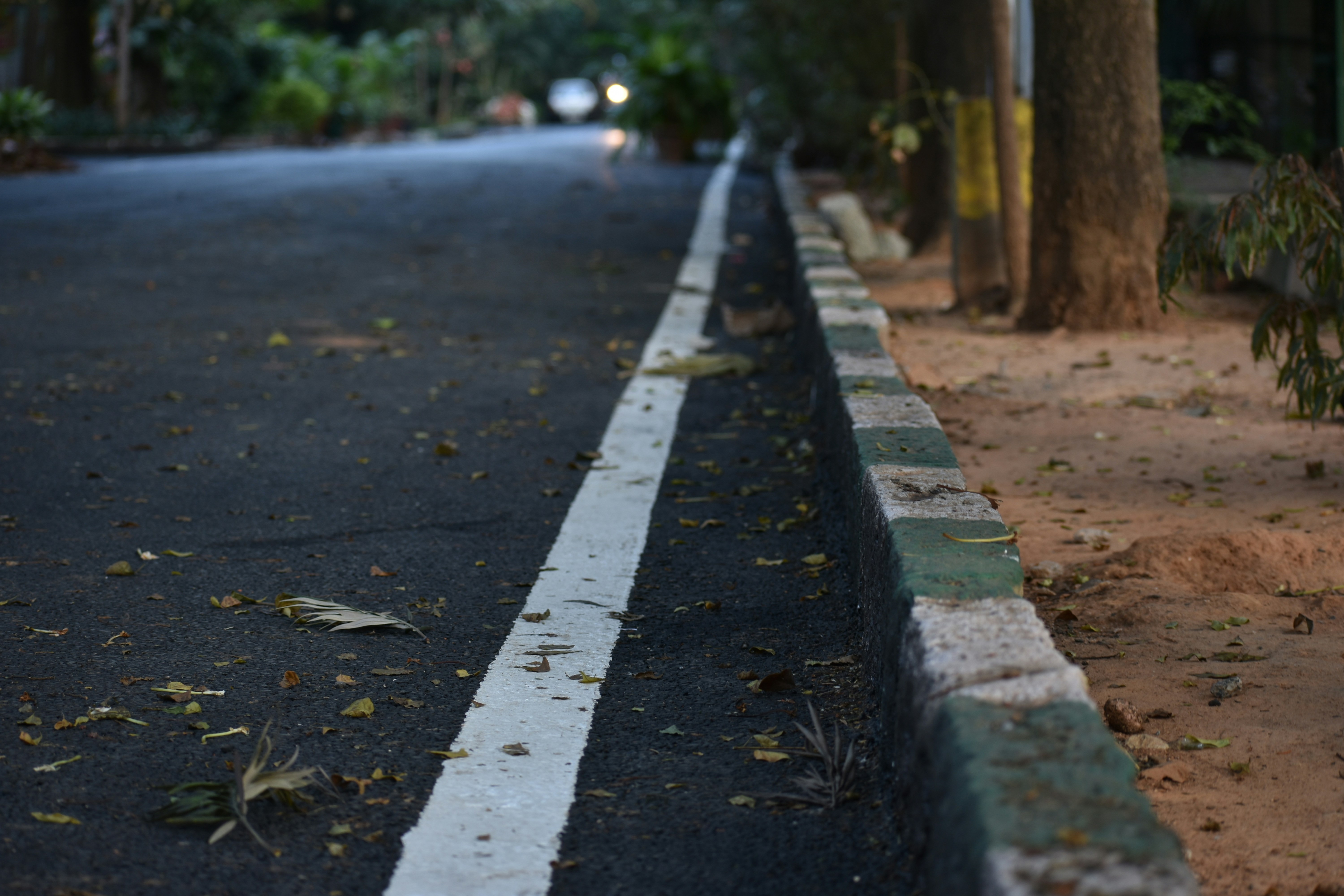 A serene roadside scene featuring a white line marking the edge, scattered leaves, and a blurred background of greenery. The atmosphere conveys a sense of tranquility.