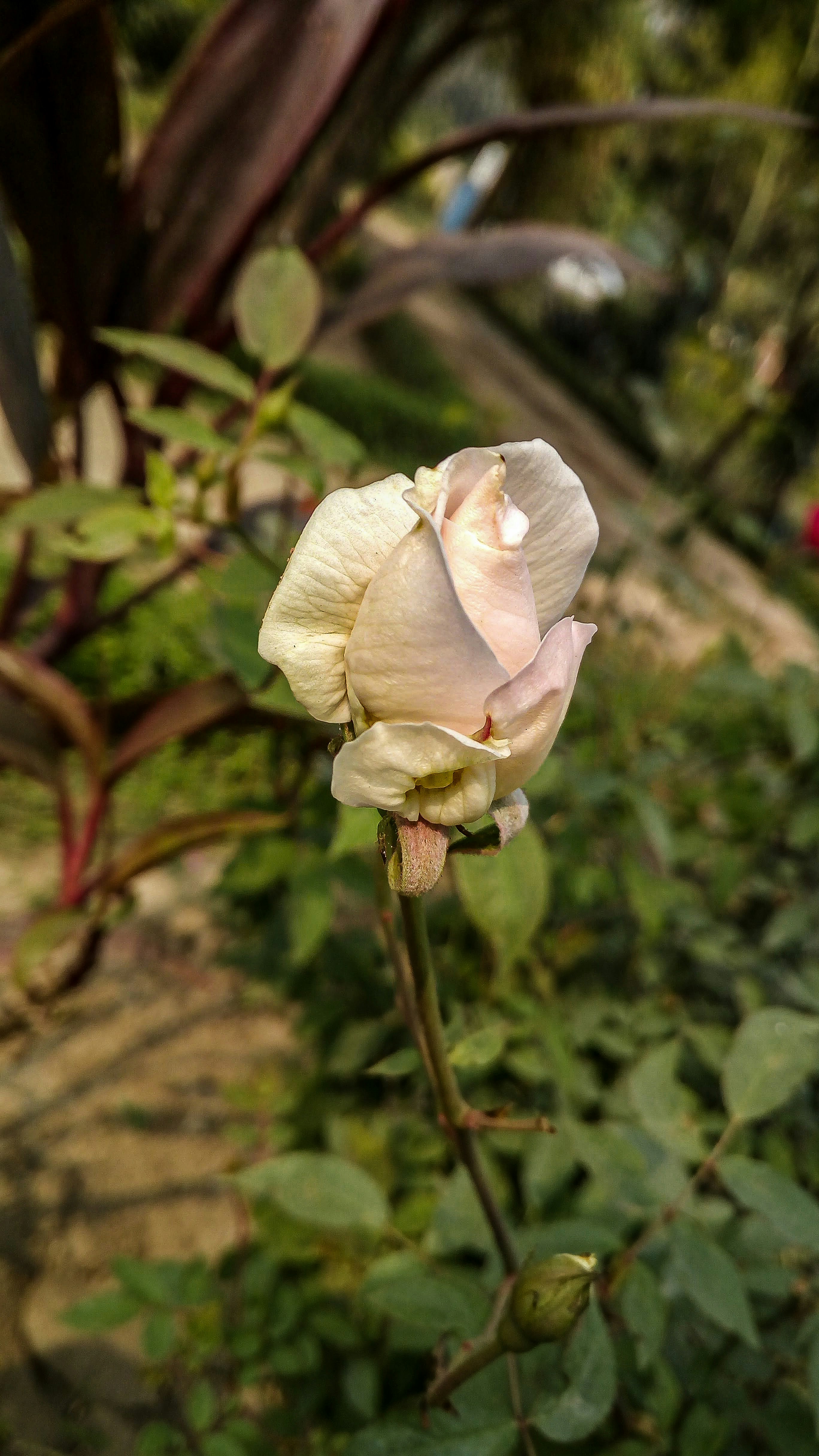 Delicate rosebud nestled among lush green foliage, capturing the essence of nature's beauty and fragility.