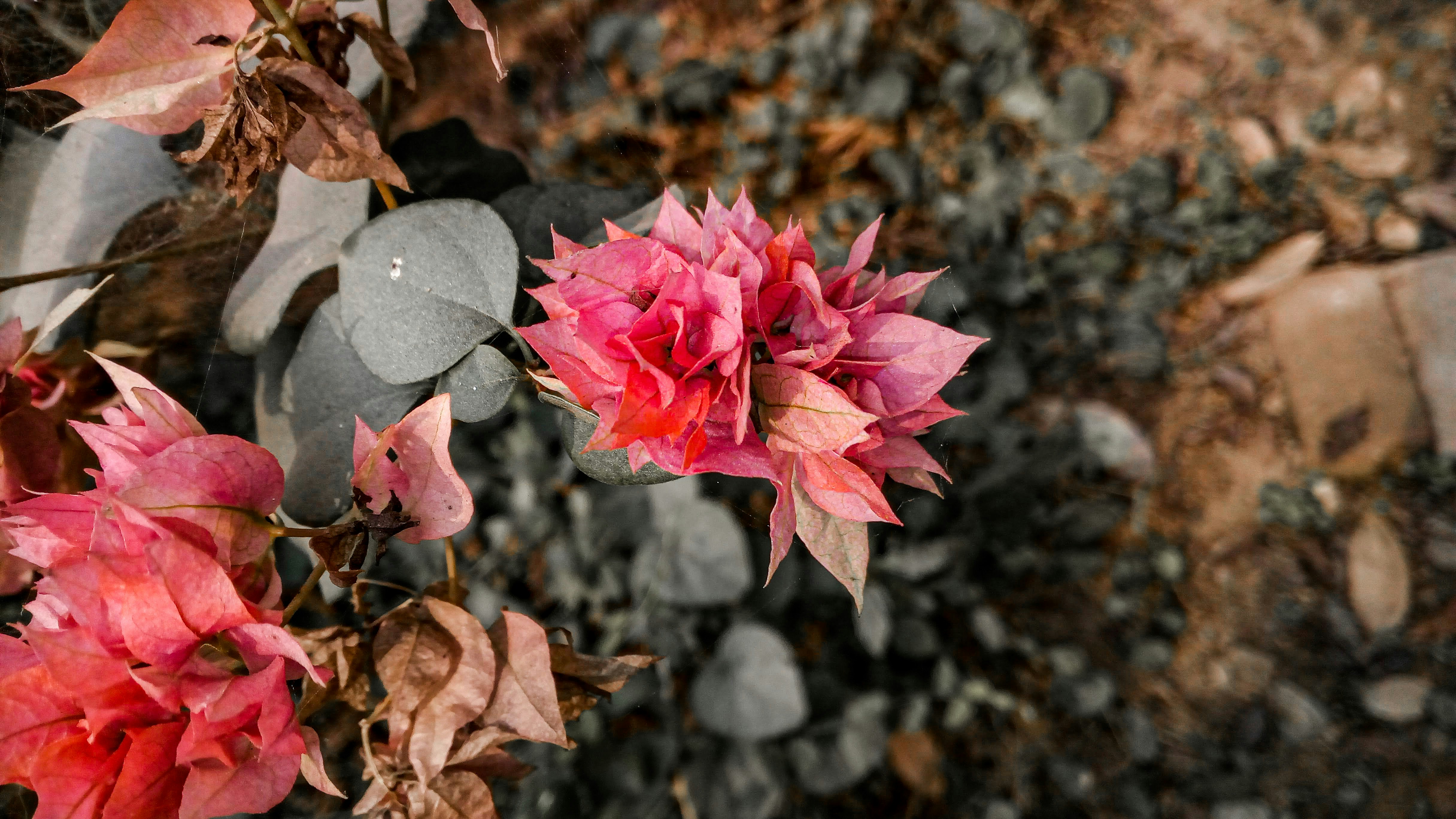 Pink bougainvillea blossoms sit among dried autumn leaves with a softly blurred background.