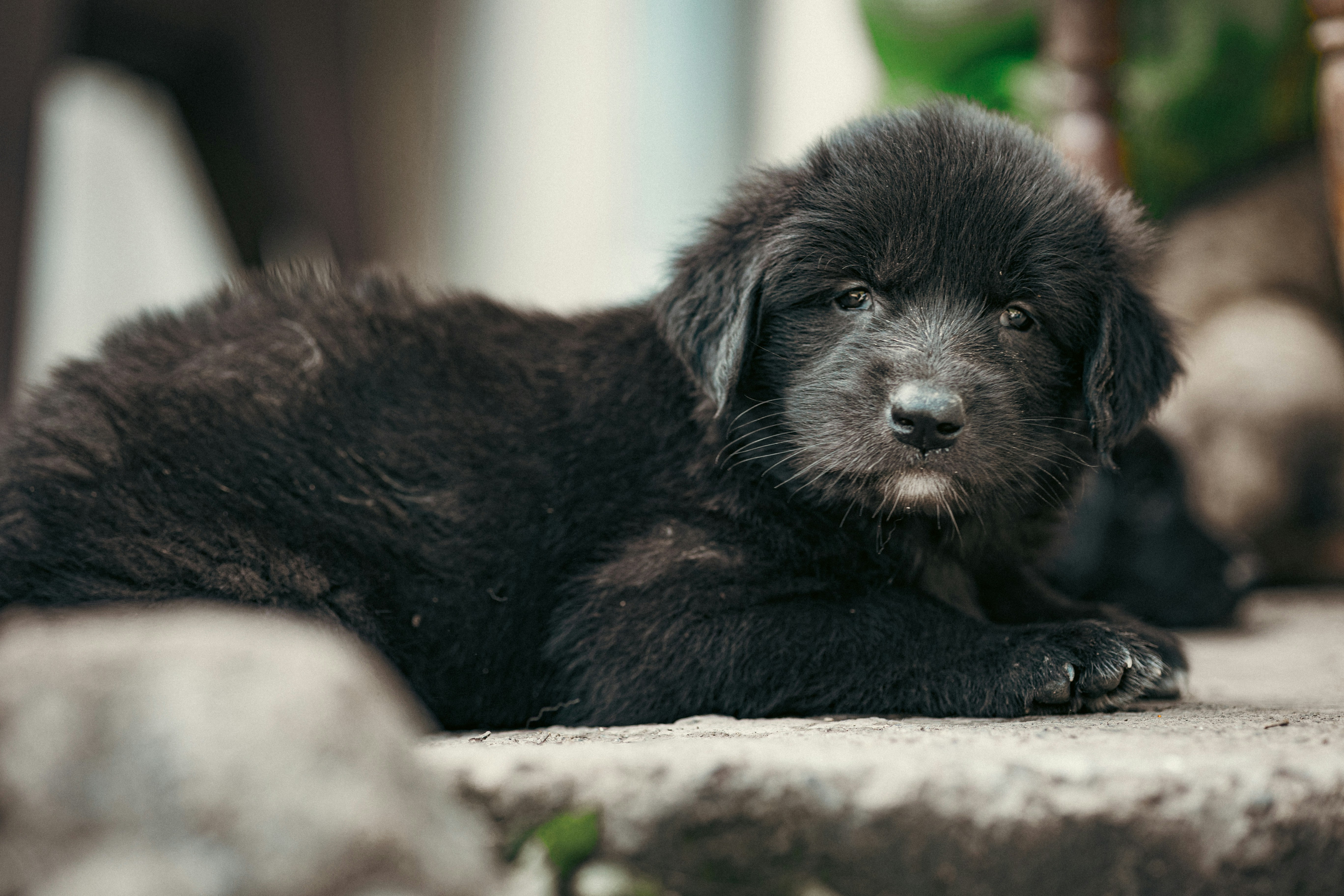 A small black animal photo – Free Chakrata Image on Unsplash