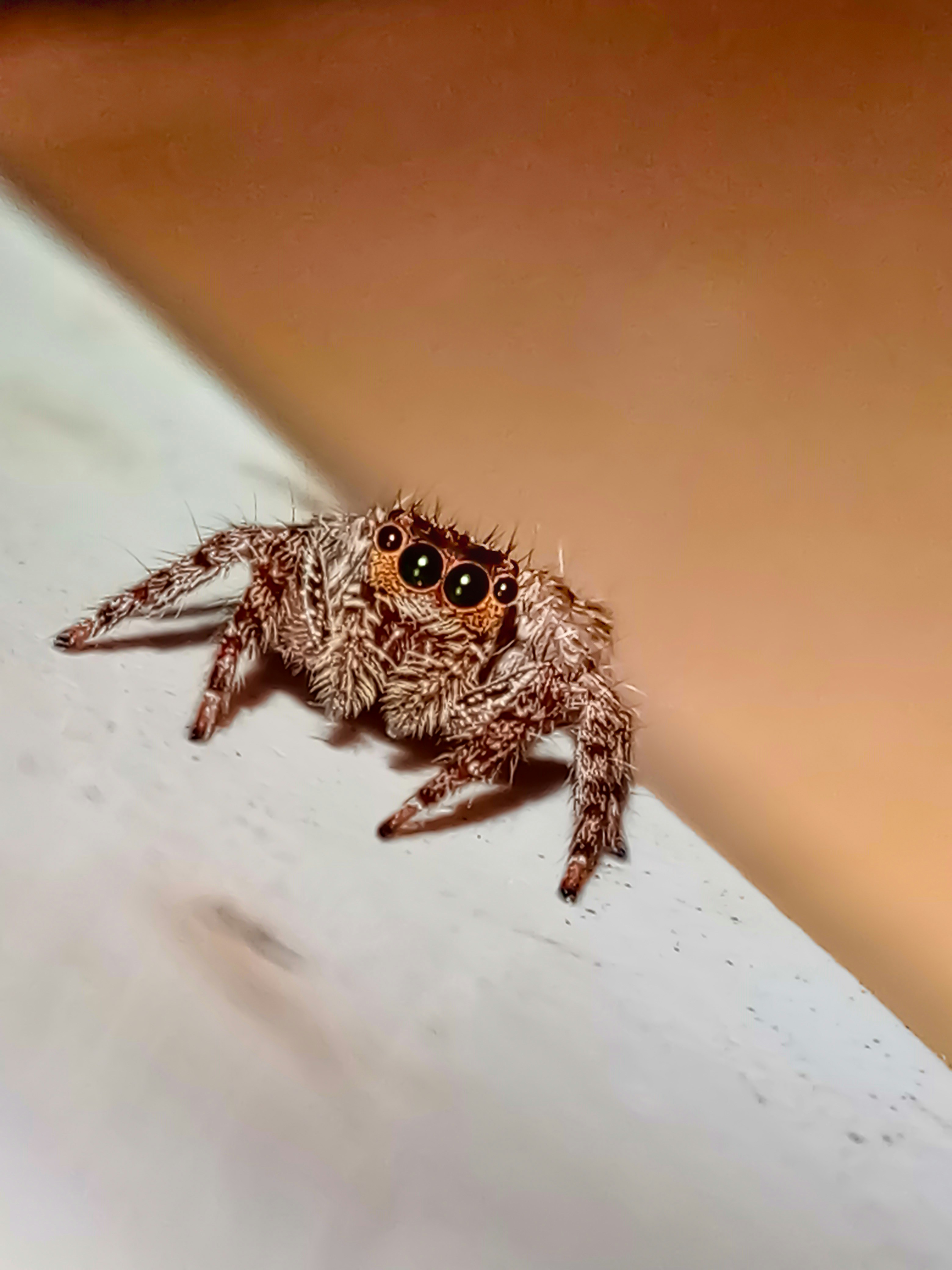 Close-up of a jumping spider showcasing its detailed features and expressive eyes against a softly blurred background.