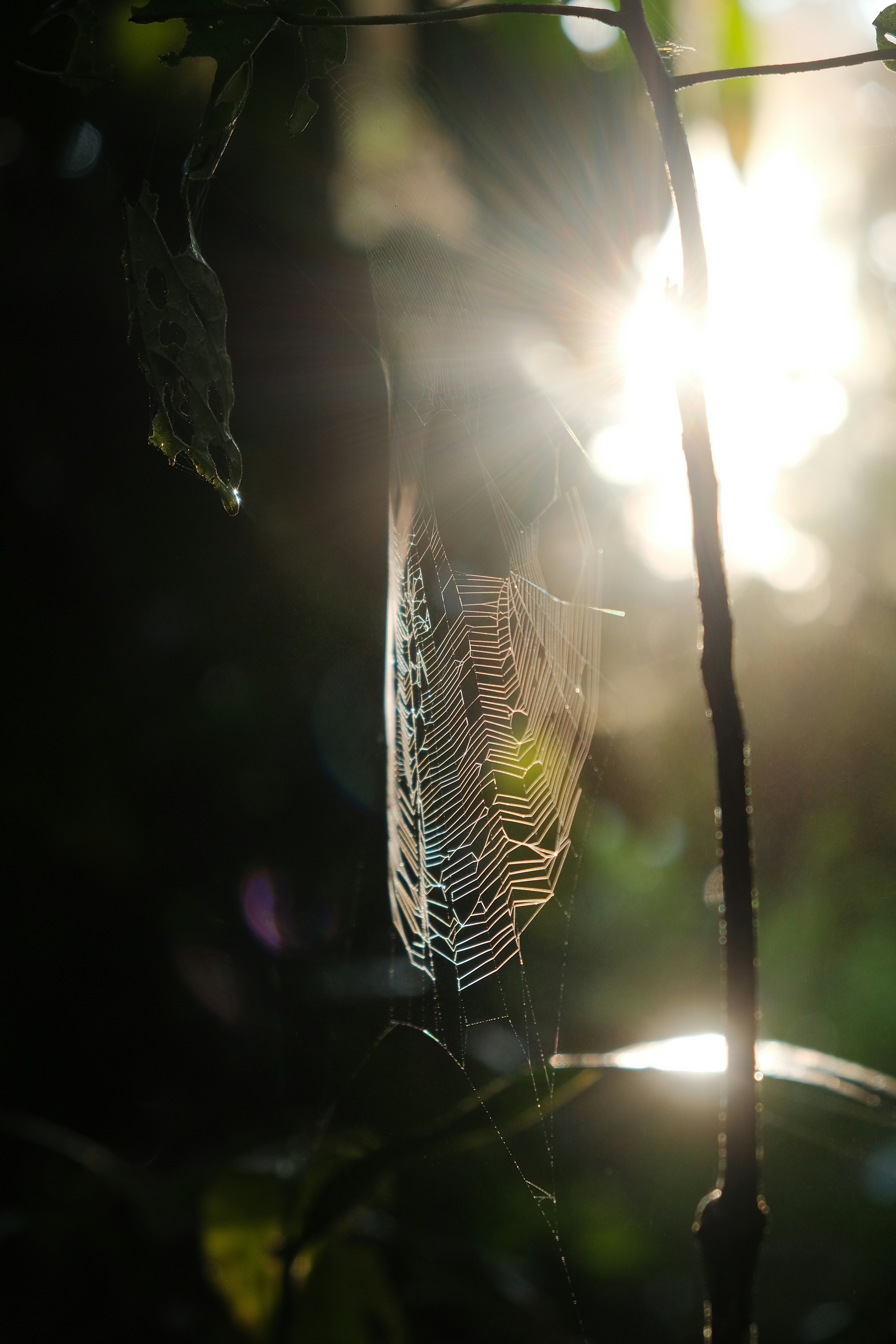 a close up of a plant