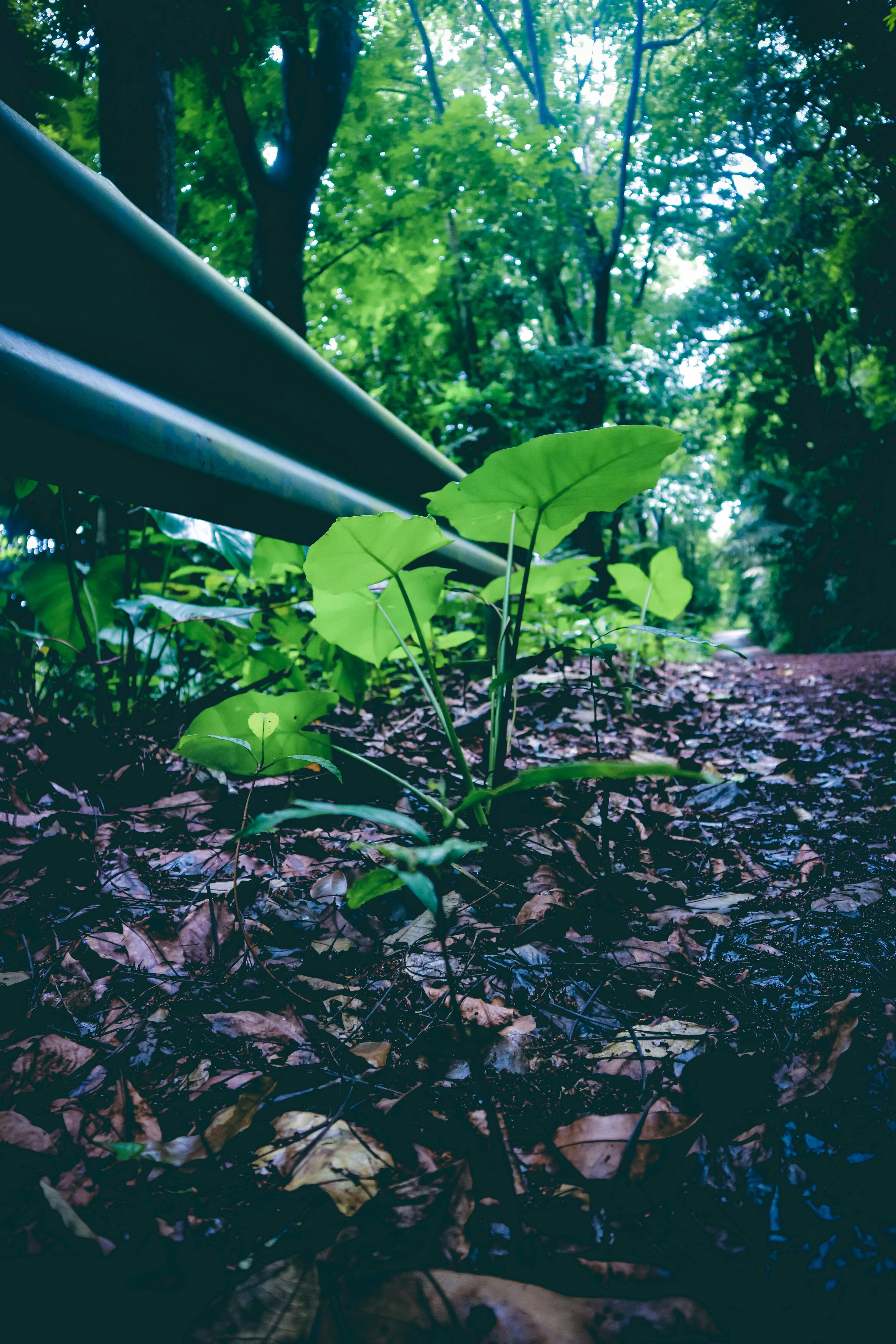 Emerging Green Sprout at the Forest Road's Edge