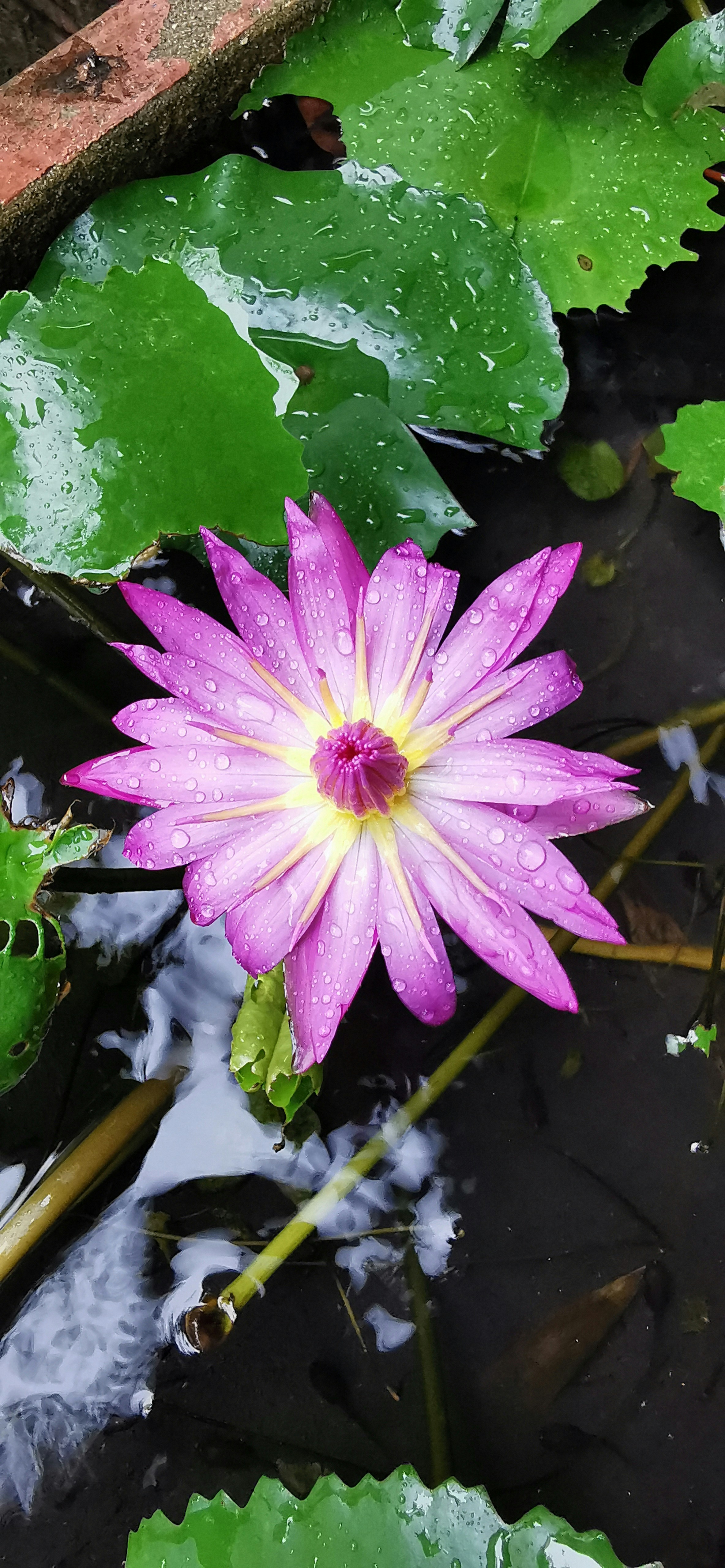 Pink Lotus Bloom Amid Dew-Dotted Lily Pads