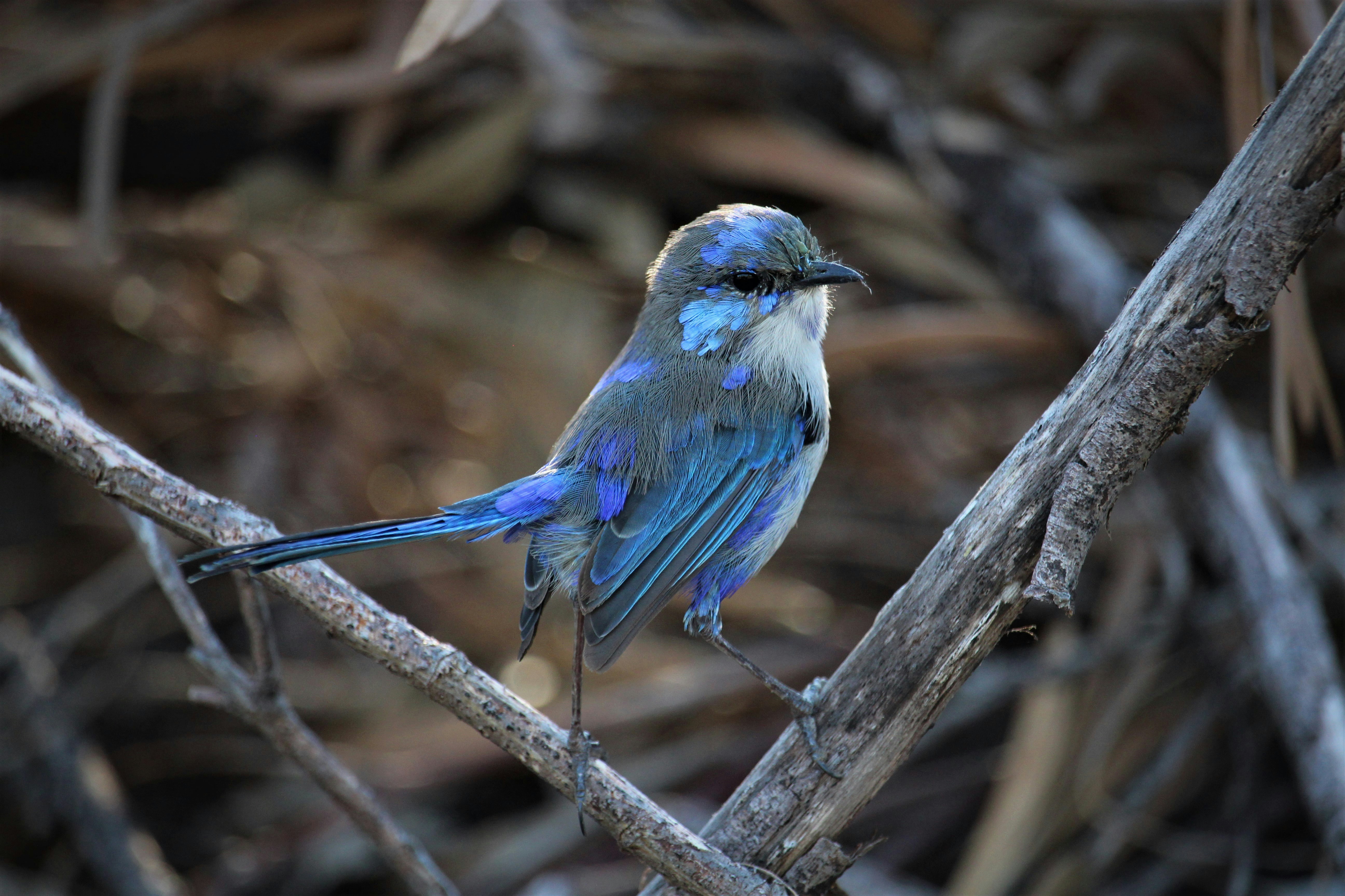 A blue bird on a branch photo – Free Blue Image on Unsplash