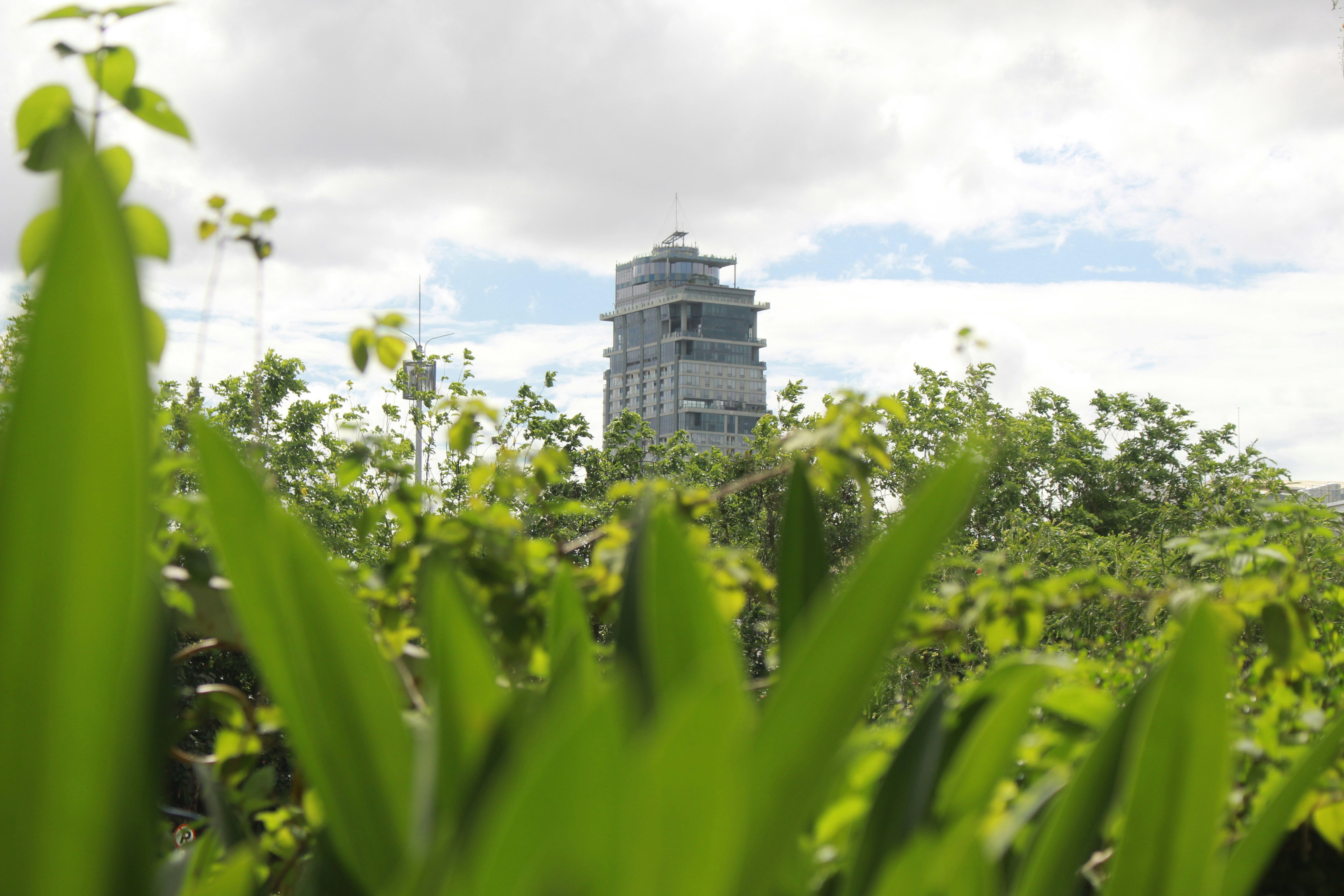 Antenna-Topped Tower Rising Through a Green Canopy