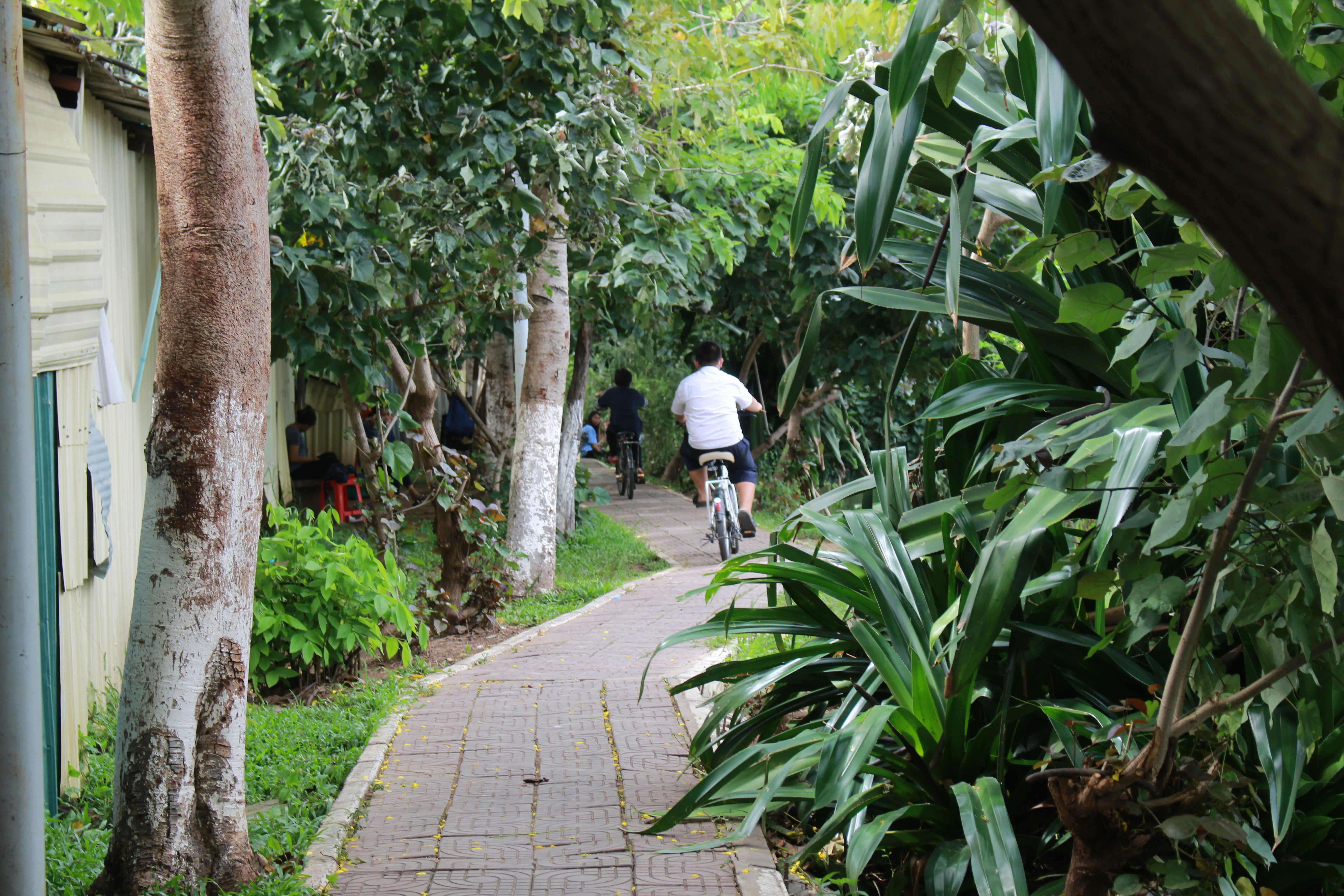A couple of people riding bikes on a path between trees photo – Free ...