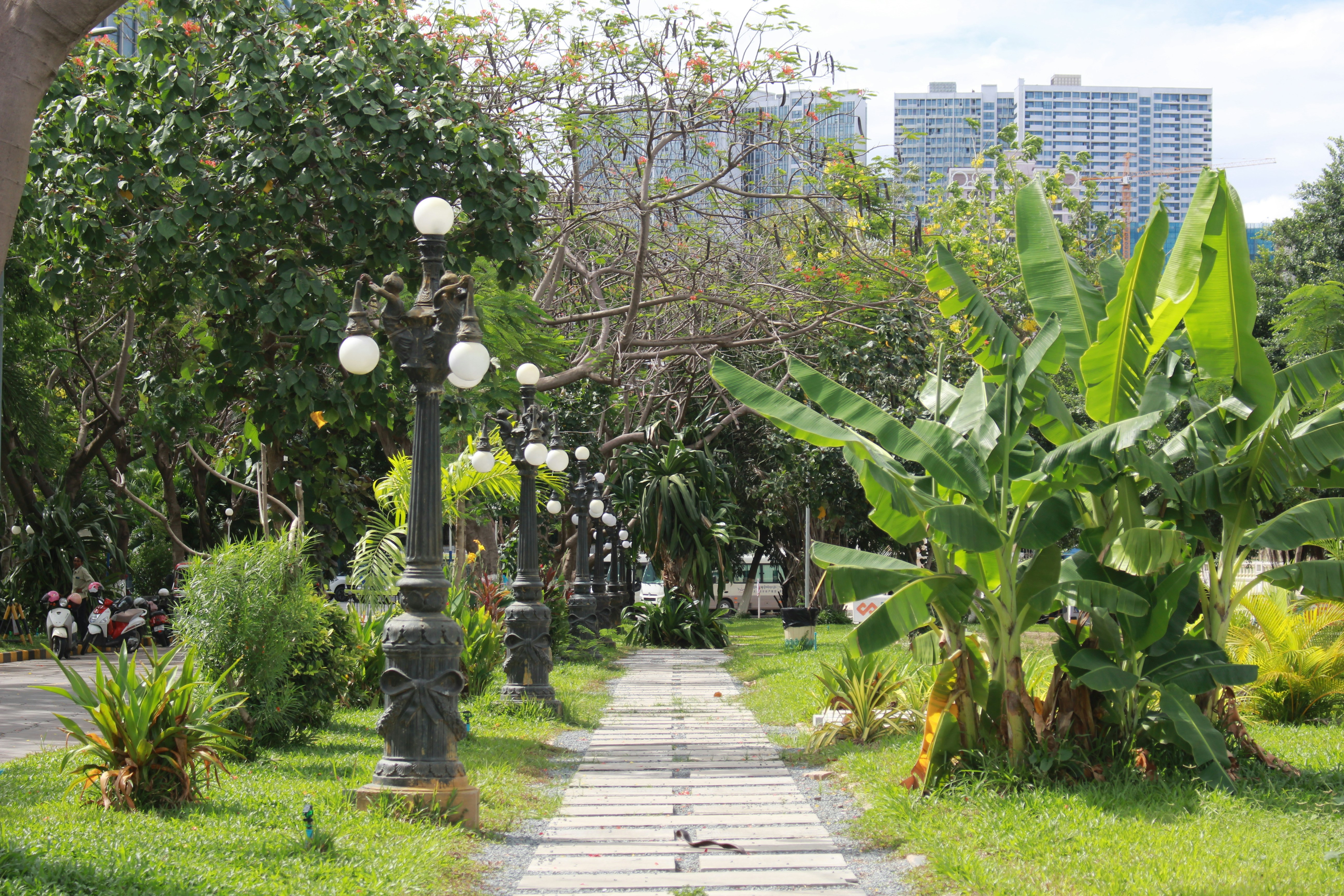 a path with trees and plants on the side