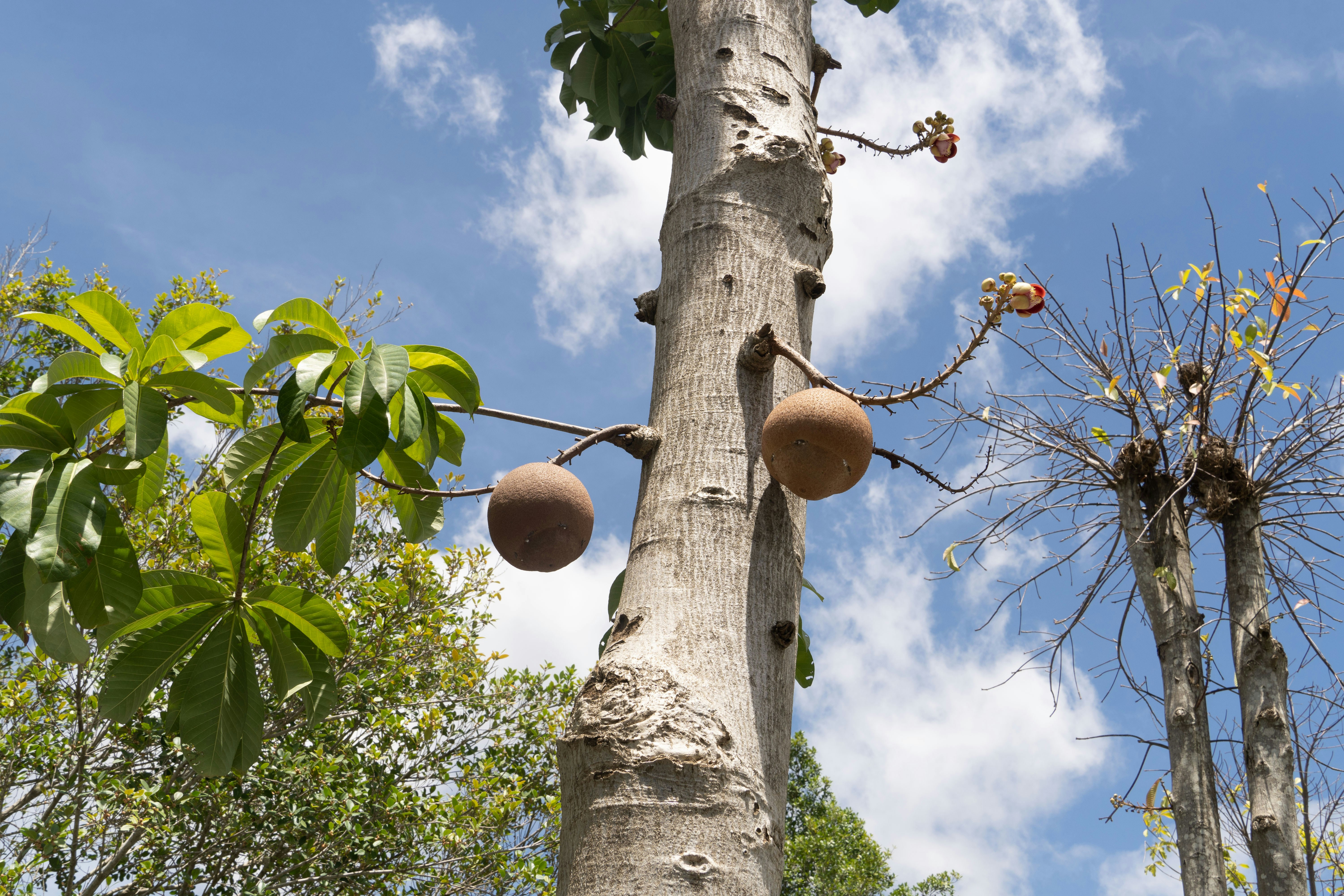Un arbre avec des fruits qui poussent dessus photo – Image gratuite de ...