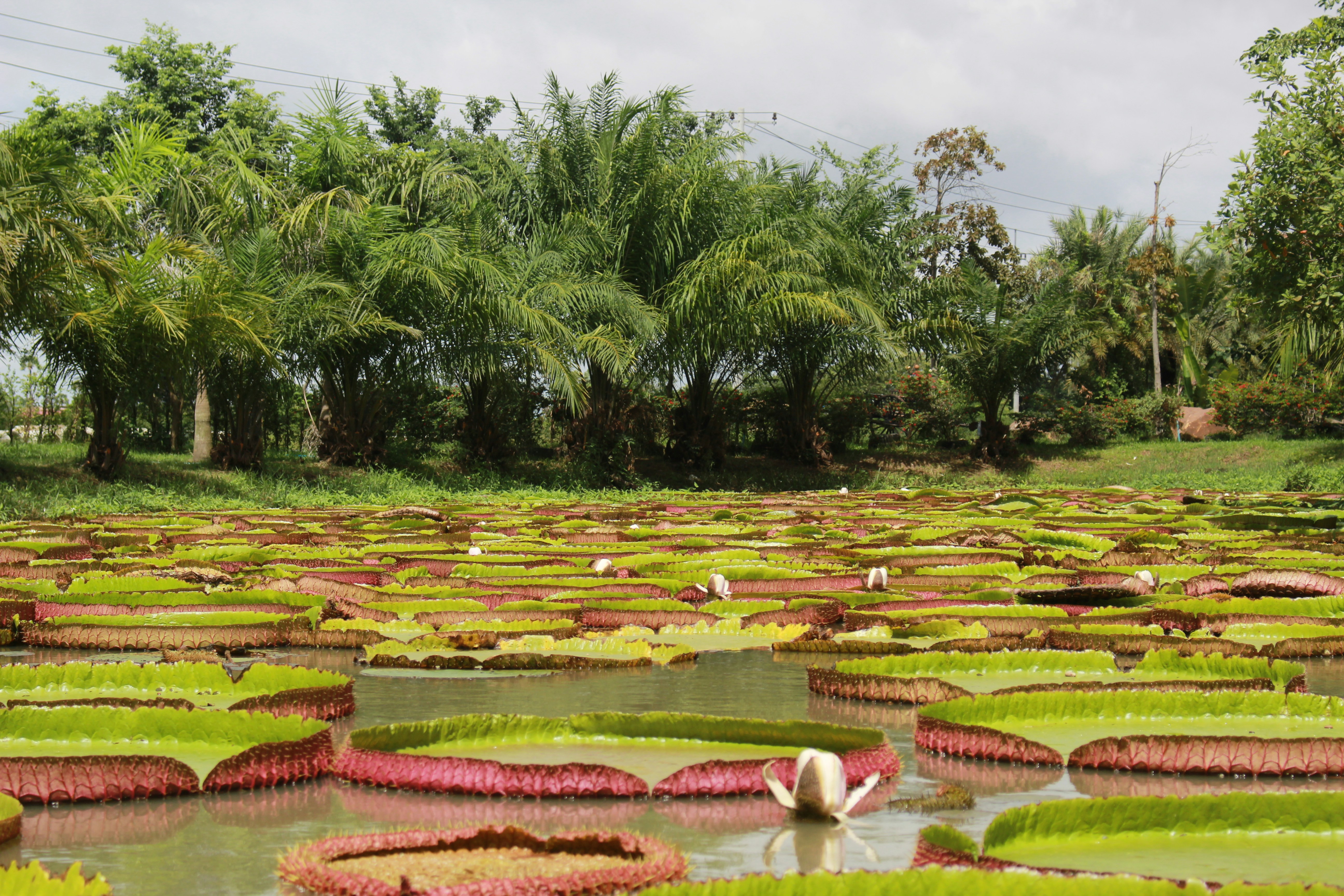 A pond with lily pads and trees photo – Free Nature Image on Unsplash